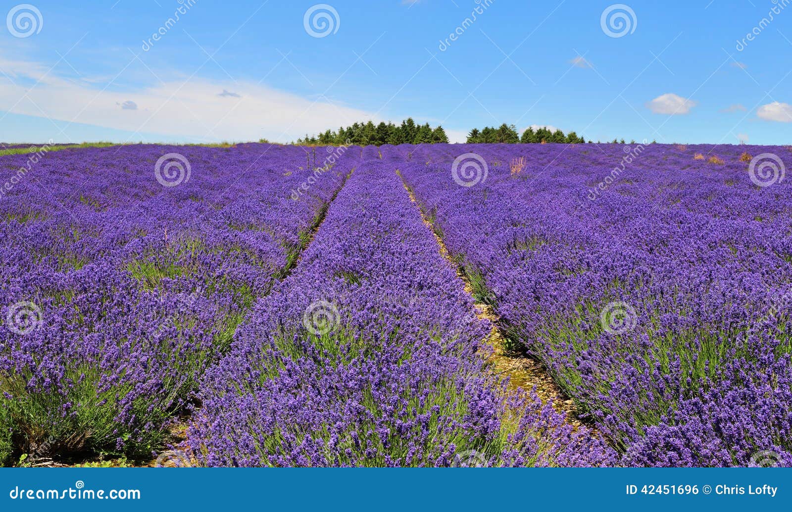 English Lavender Fields stock photo. Image of blooms - 42451696