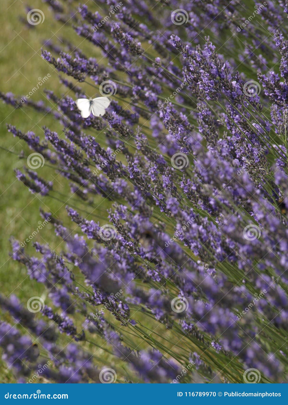 English Lavender, Flower, Lavender, Plant Picture. Image: 116789970