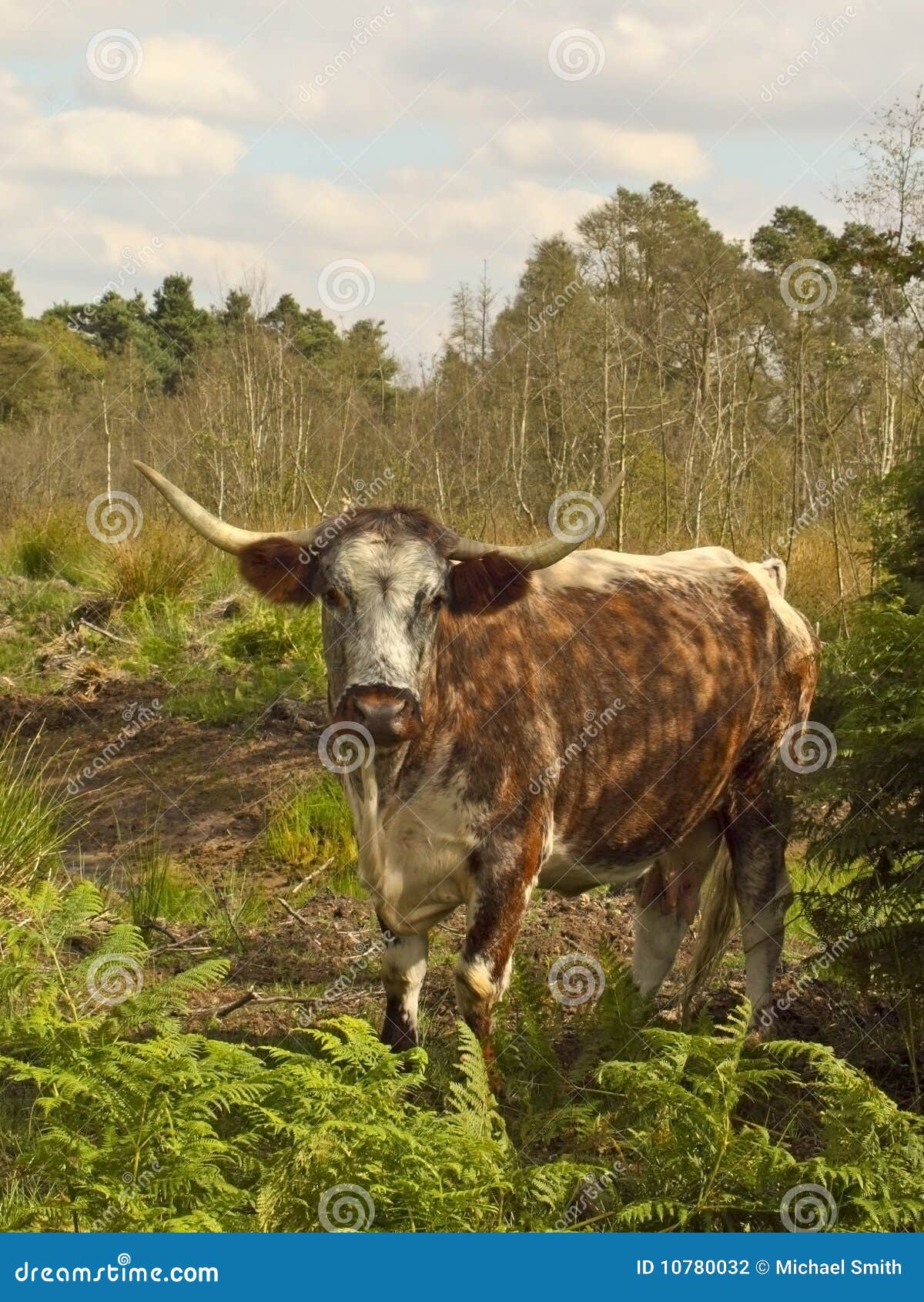 English Longhorn Cow Stock Photography - Image: 10780032