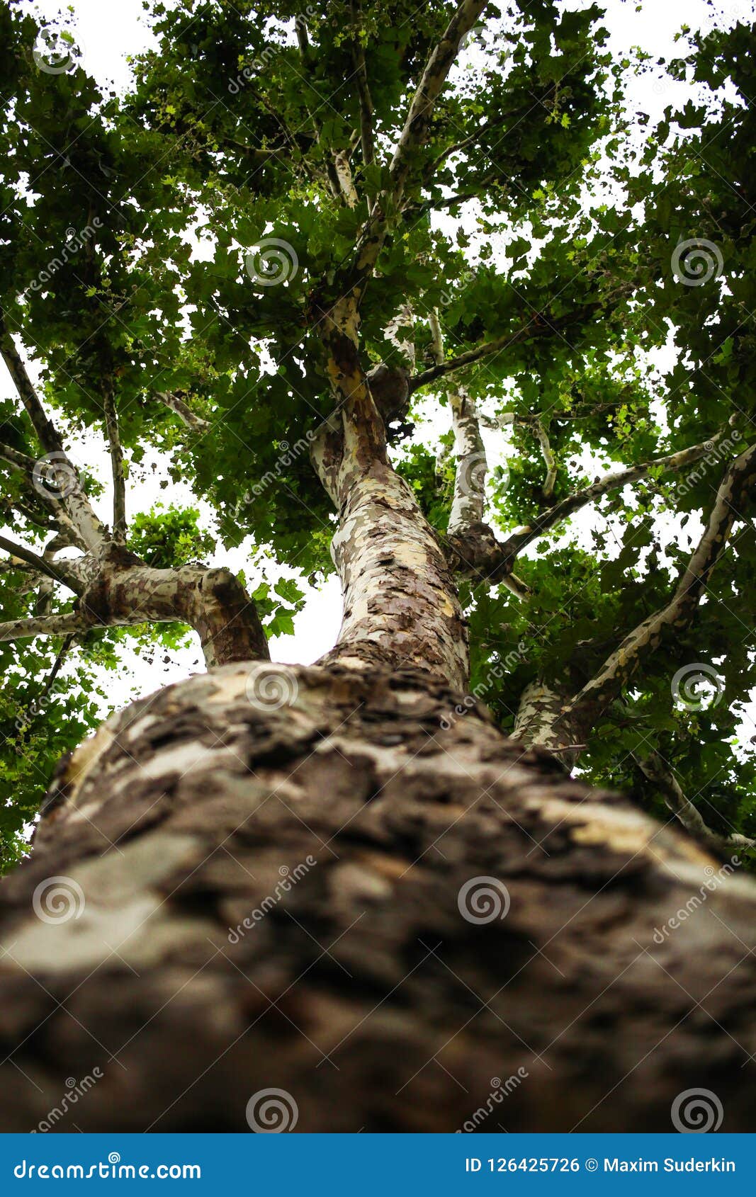 English Maple Tree from Below Stock Photo - Image of print, street ...