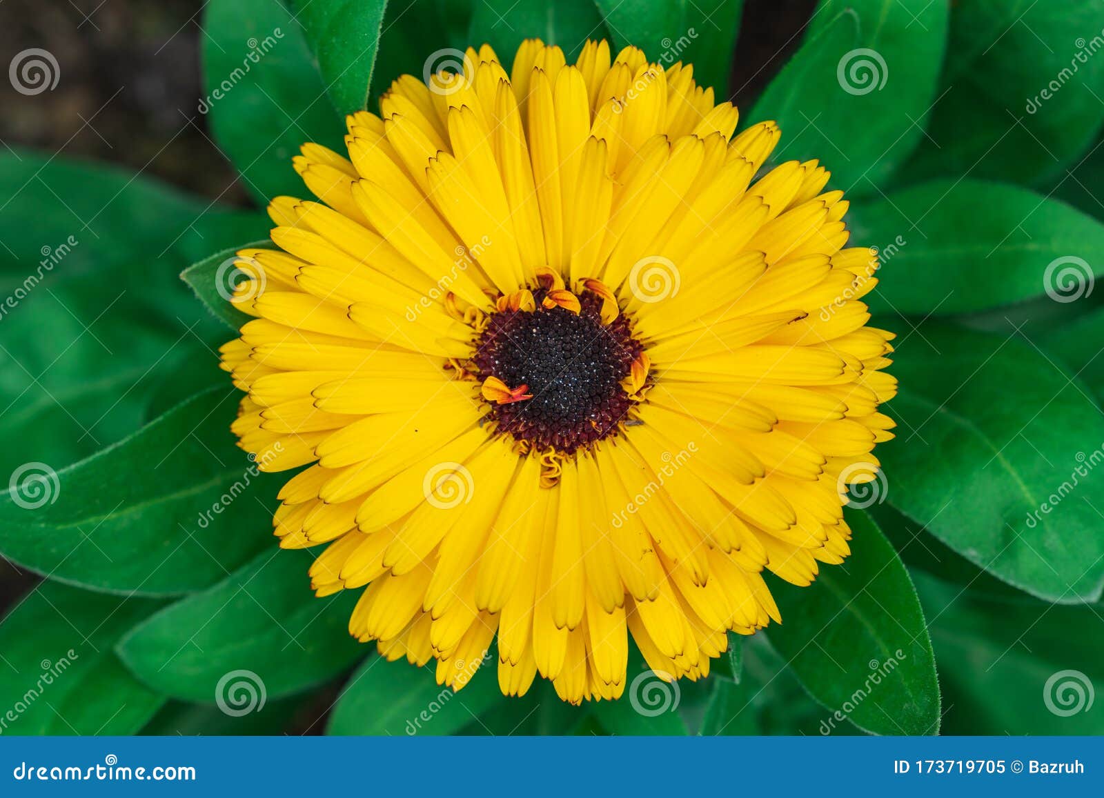 English Marigolds Flower in Garden Stock Image - Image of yellow ...