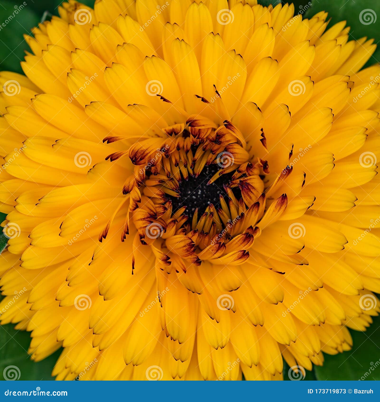 English Marigolds Flower in Garden Stock Image - Image of colored ...
