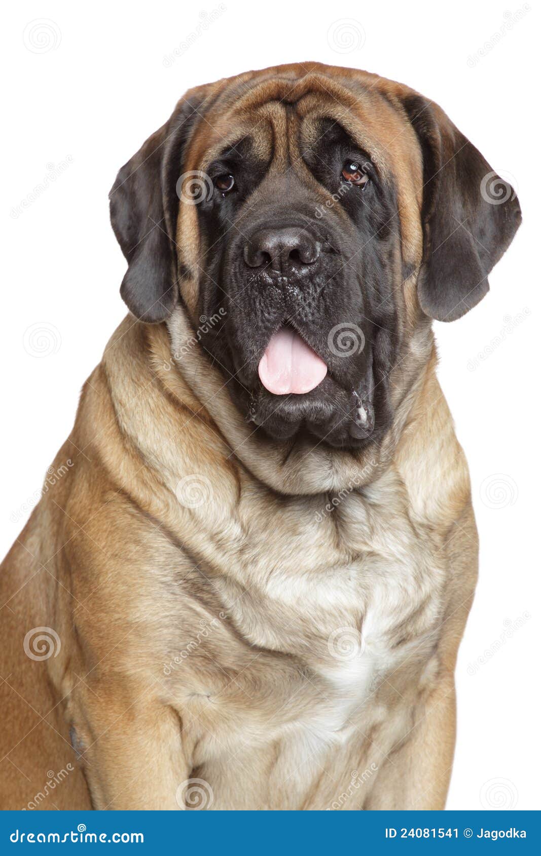 English Mastiff Puppy Royalty-Free Stock Photo | CartoonDealer.com ...