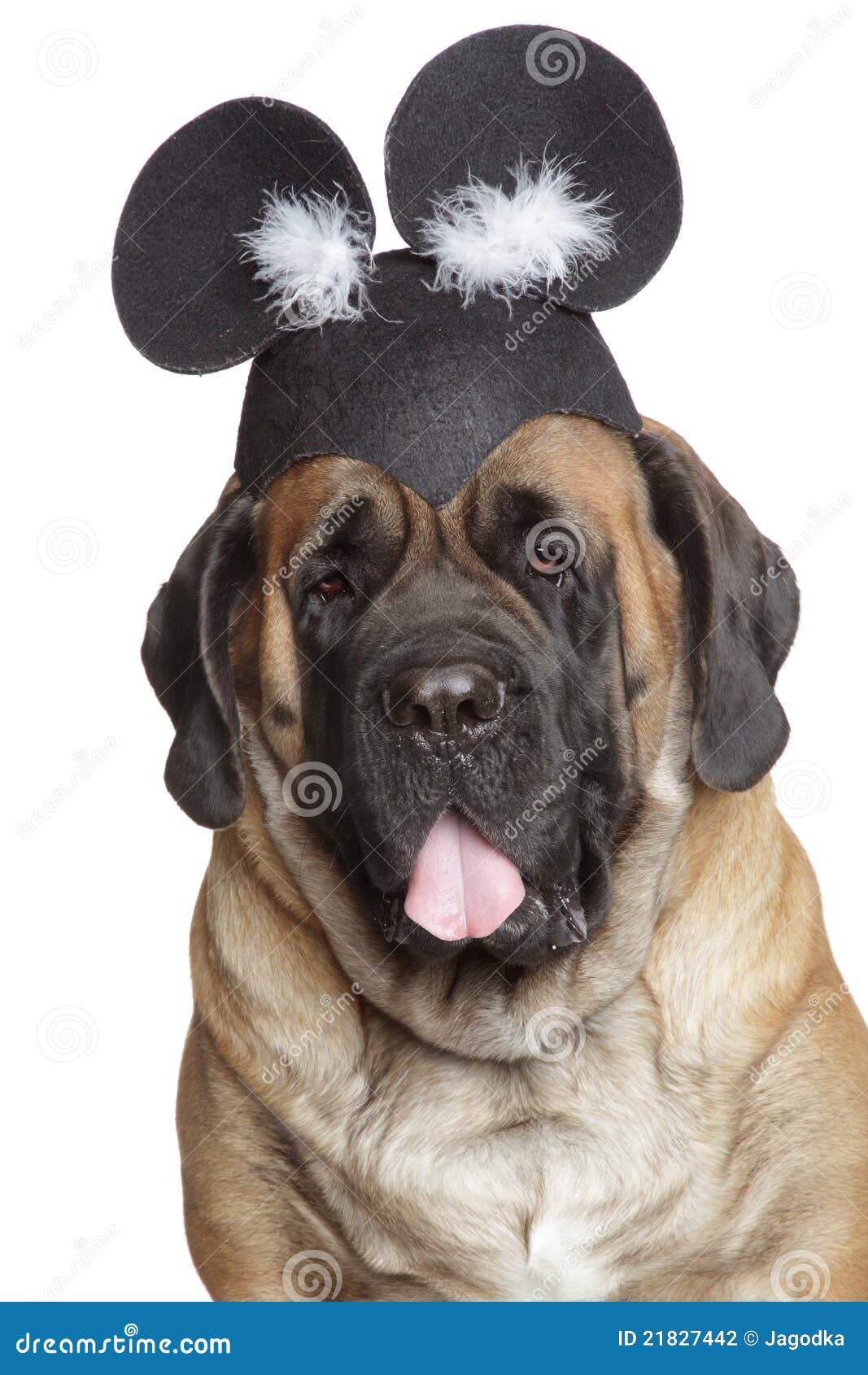 English Mastiff Dog in a Funny Hat Stock Photo - Image of brown, funny ...