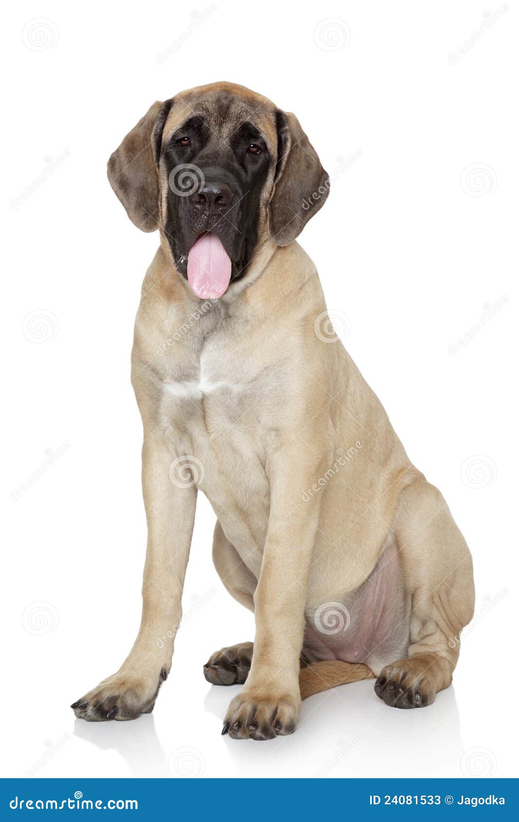 Can English Mastiff Be White