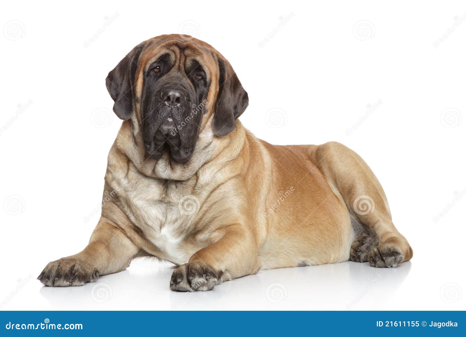 Can English Mastiff Be White