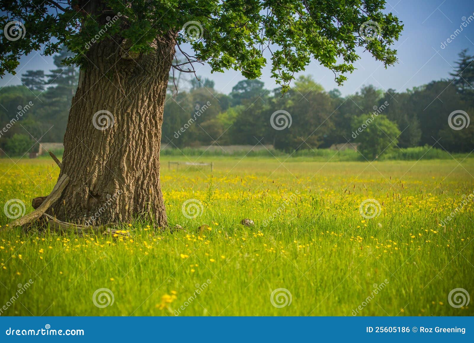 English Meadow stock photo. Image of estate, meadow, croome - 25605186