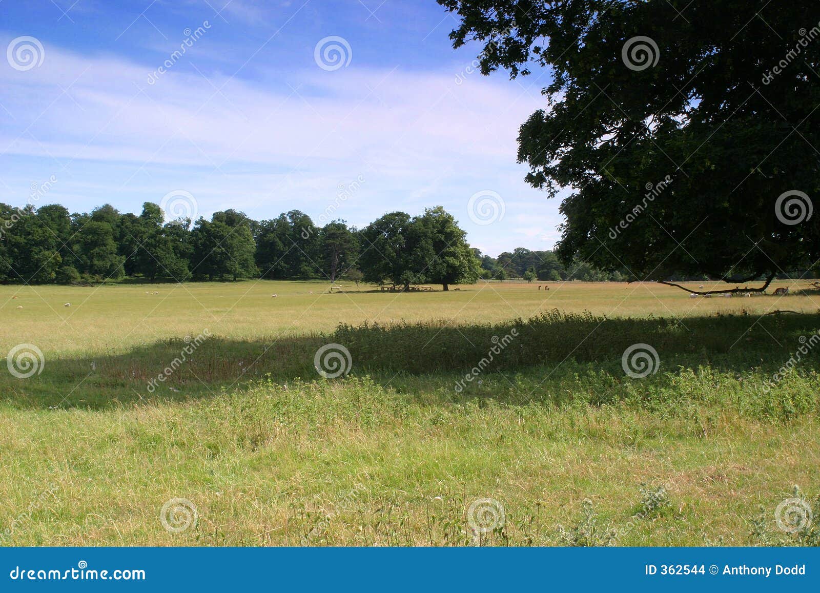 English Meadow stock photo. Image of trees, grass, green - 362544