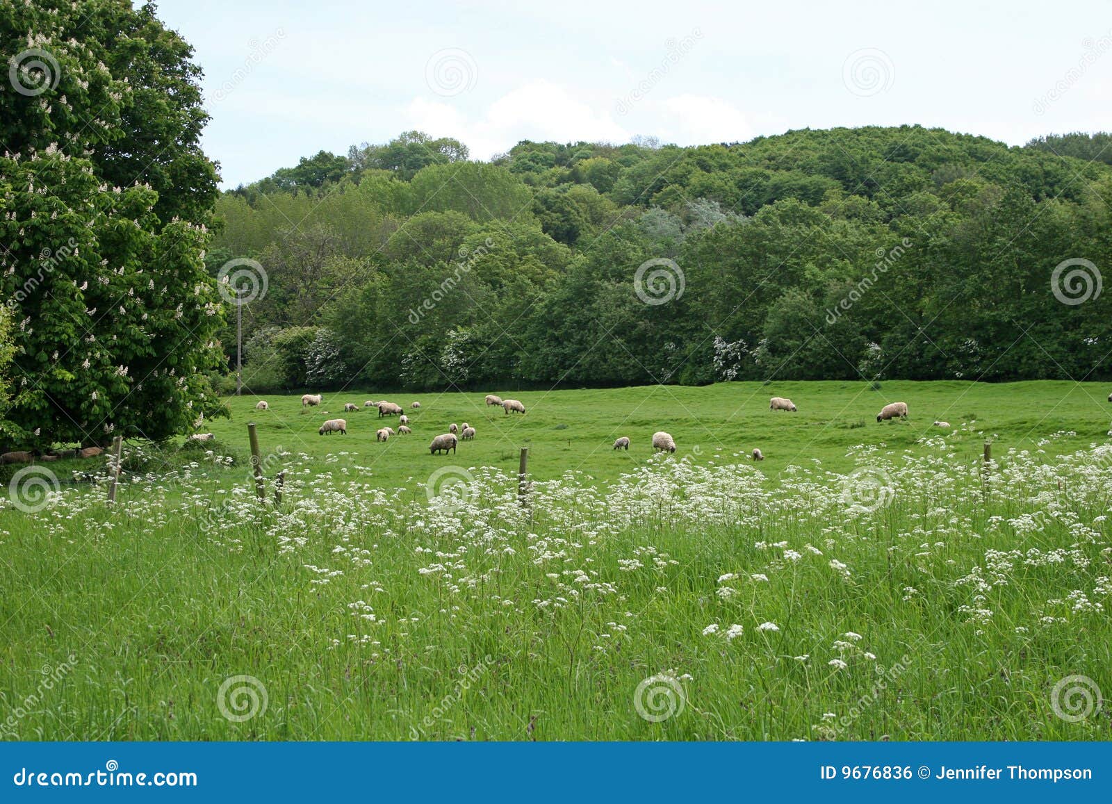English meadow stock photo. Image of lamb, field, farm - 9676836