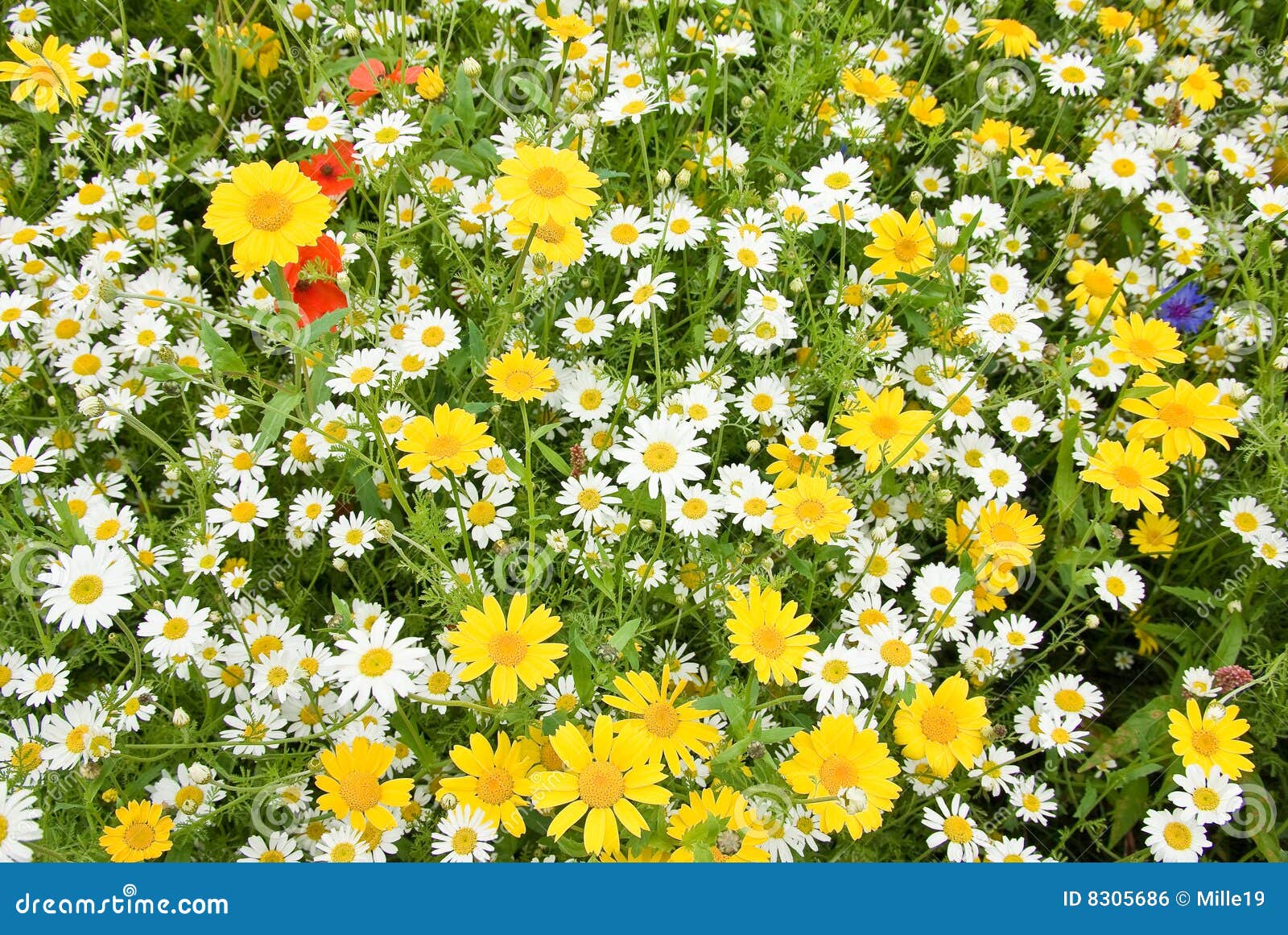 English Meadow Wedding
