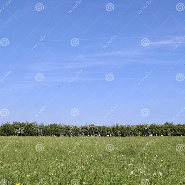 English meadow in summer stock image. Image of meadow - 208589865