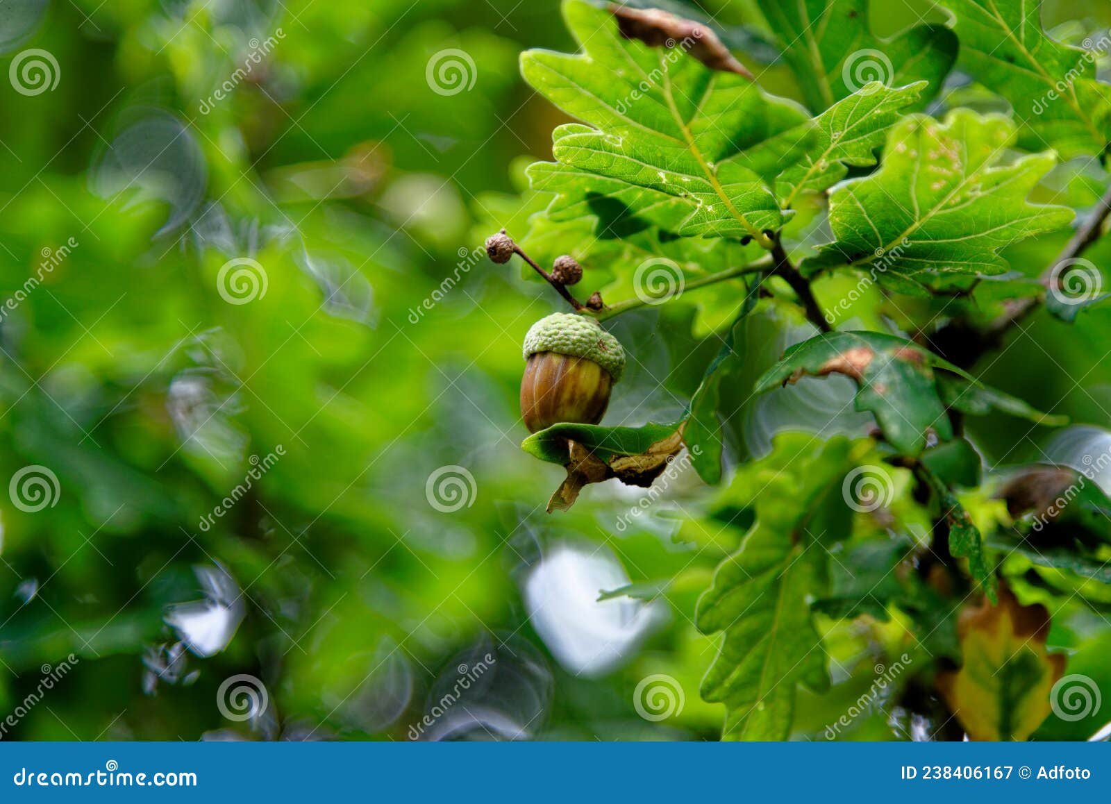 English Oak Acorns on the Tree in Autumn Stock Image - Image of acorn ...