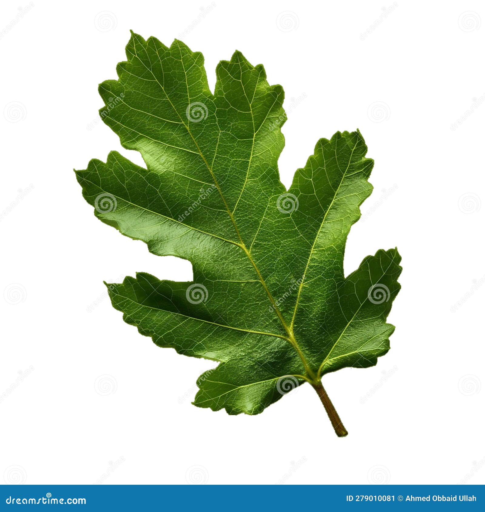 English Oak Leaf Foliage Transparent Background, Generative Ai Stock ...