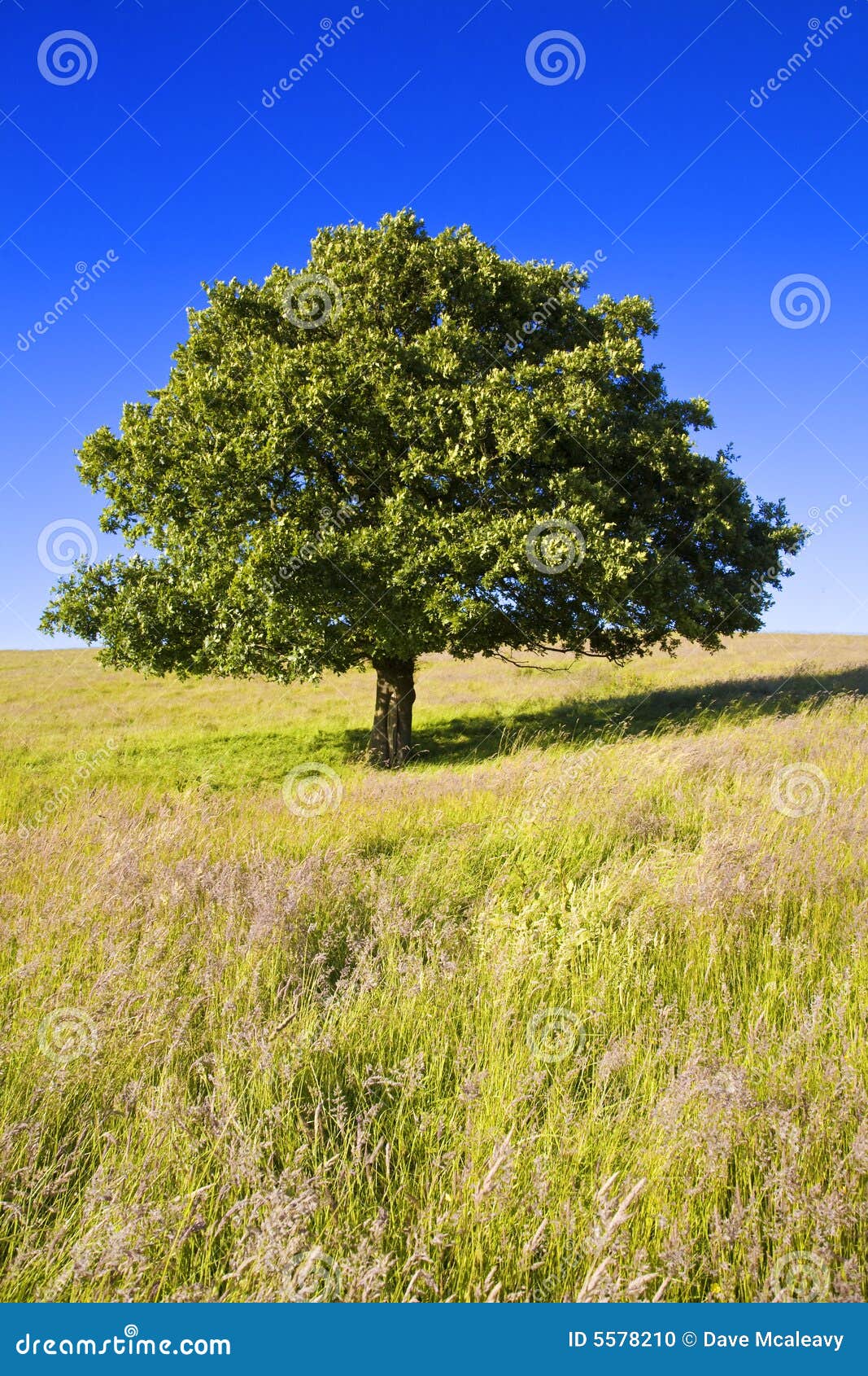 English Oak Tree stock photo. Image of barren, individual - 5578210
