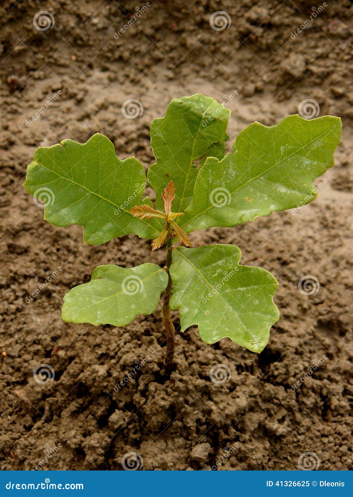 1,356 Dry Sapling Stock Photos - Free & Royalty-Free Stock Photos from ...