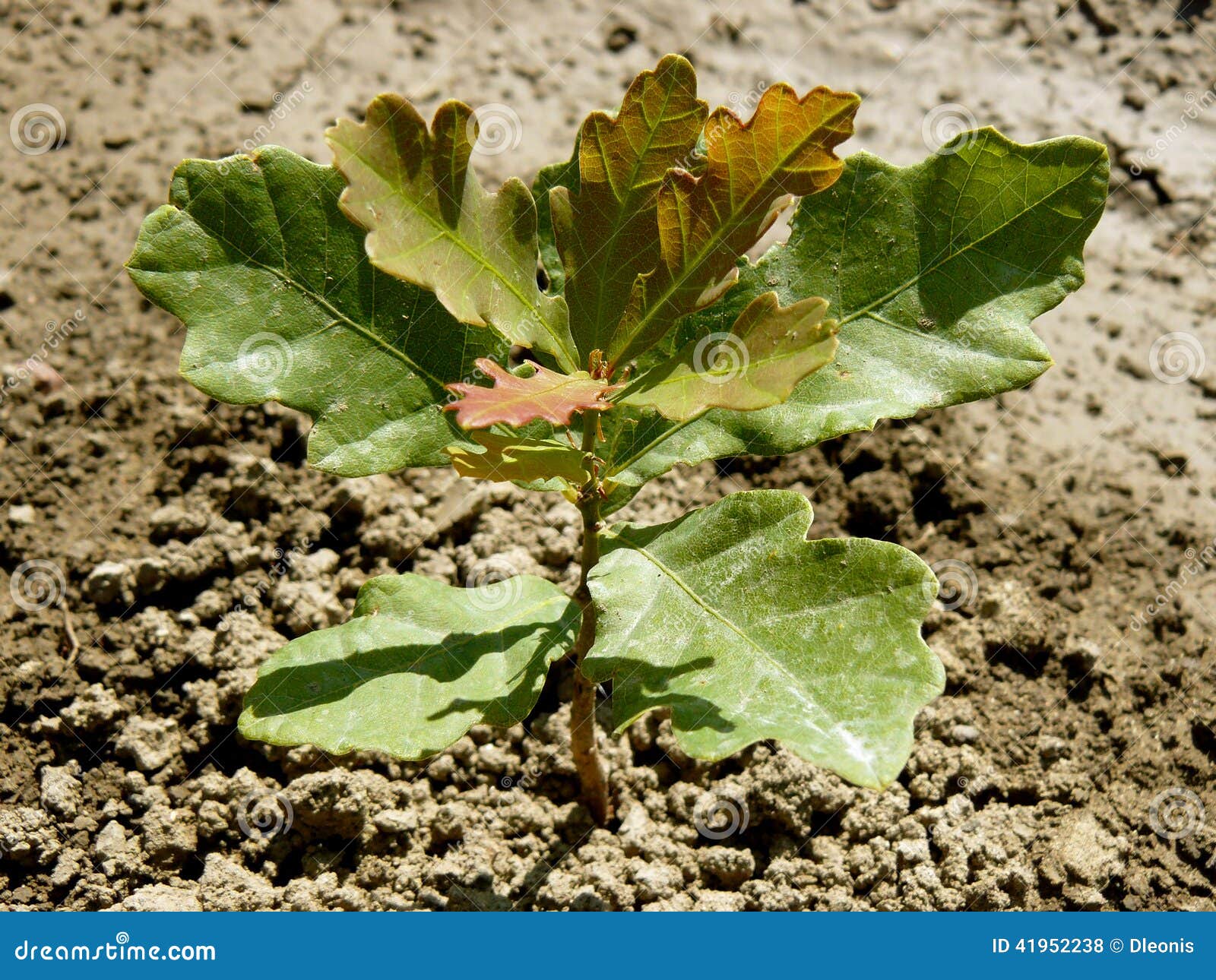 English oak tree sapling stock photo. Image of acorn - 41952238