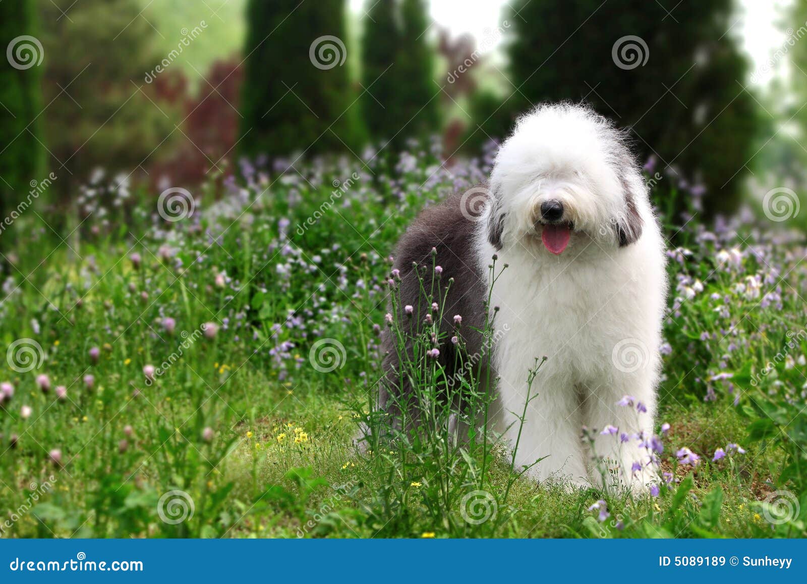 Old English Sheepdog Stock Photography | CartoonDealer.com #2329508