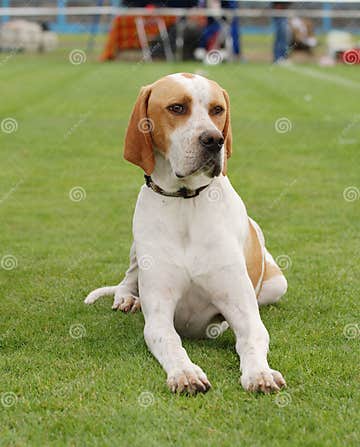 English Pointer stock image. Image of cute, white, pedigree - 21673729