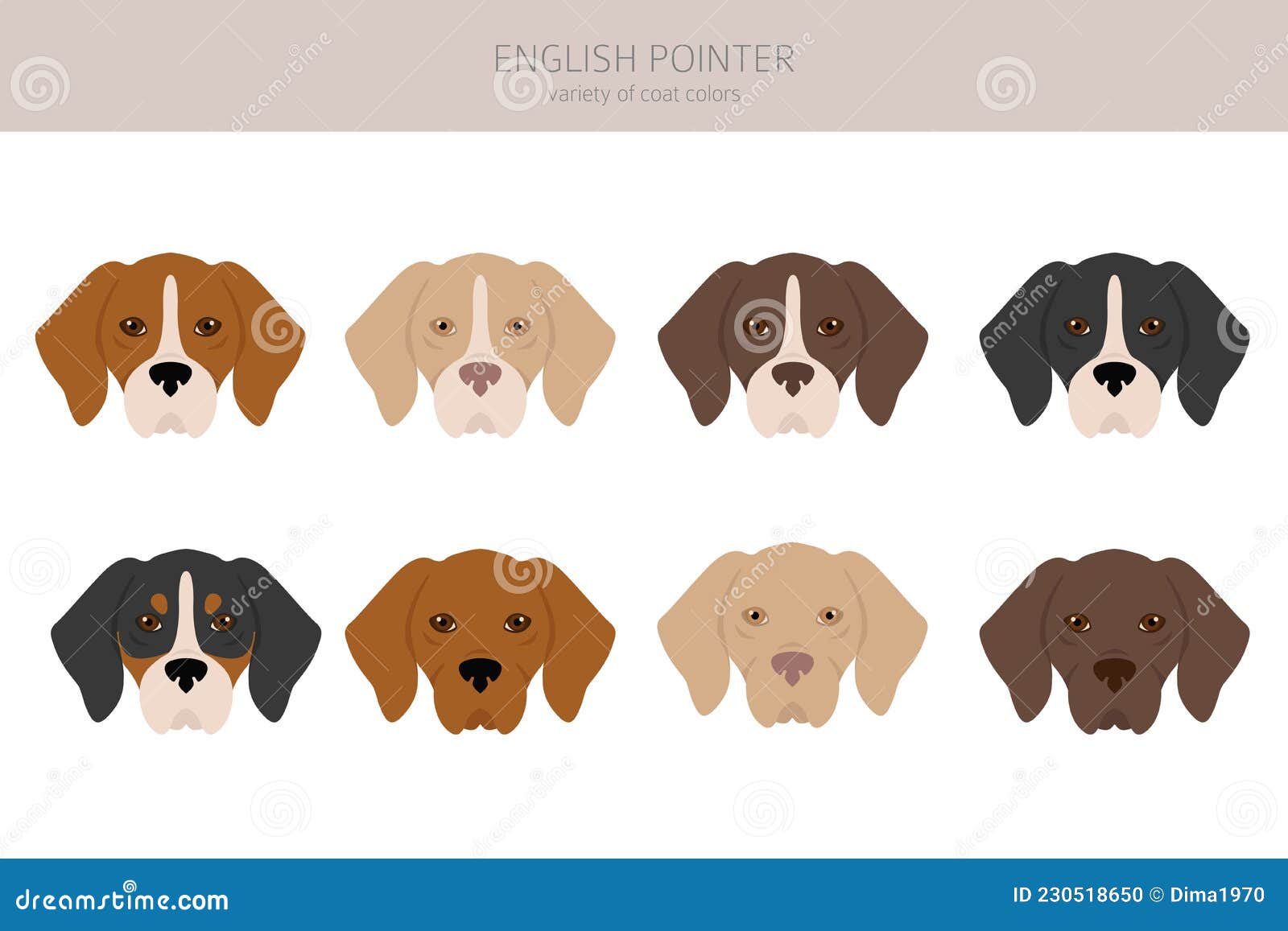 English Pointer Clipart. Different Poses, Coat Colors Set Stock Vector ...