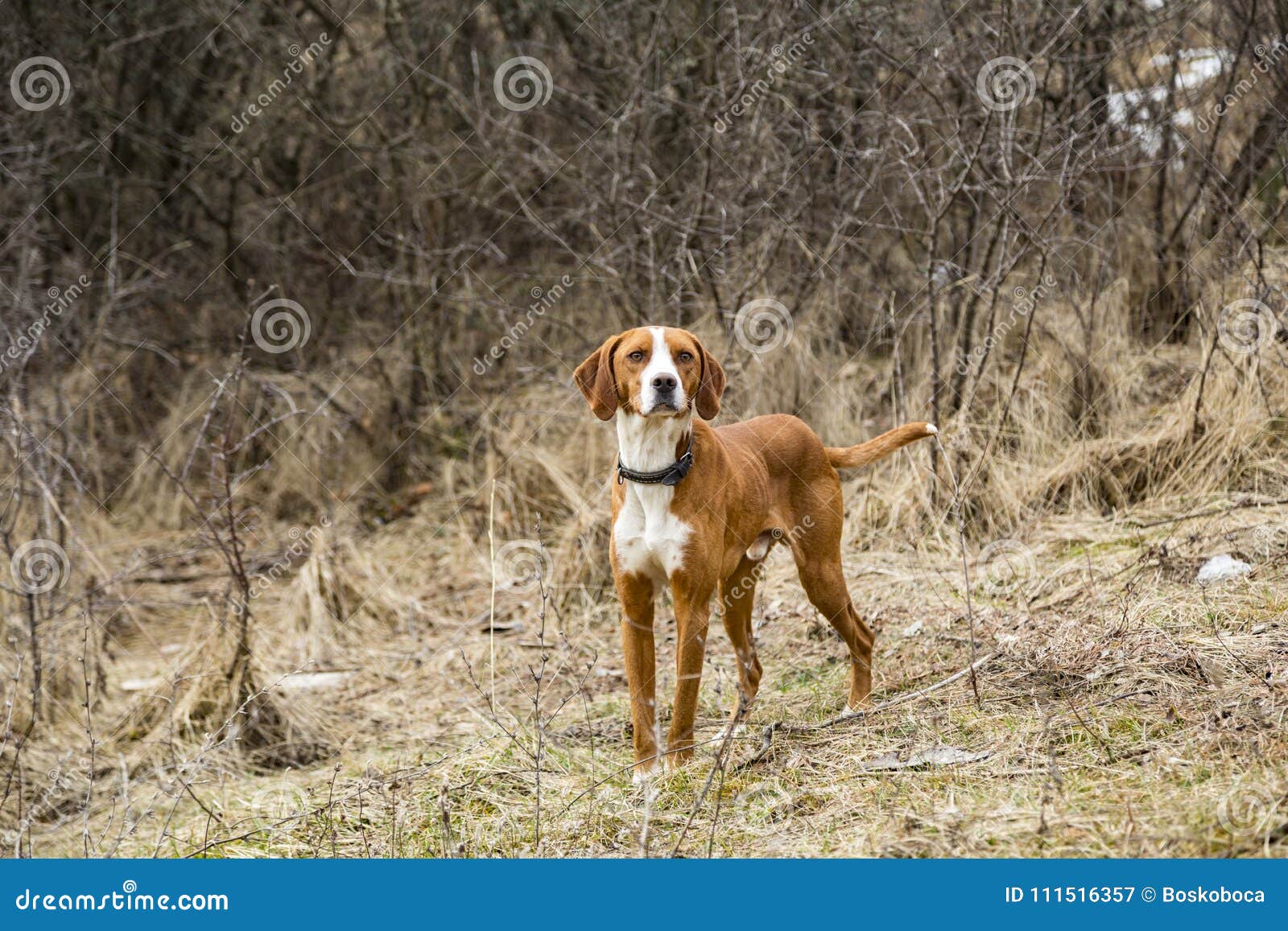 English Pointer stock image. Image of pointer, cute - 111516357