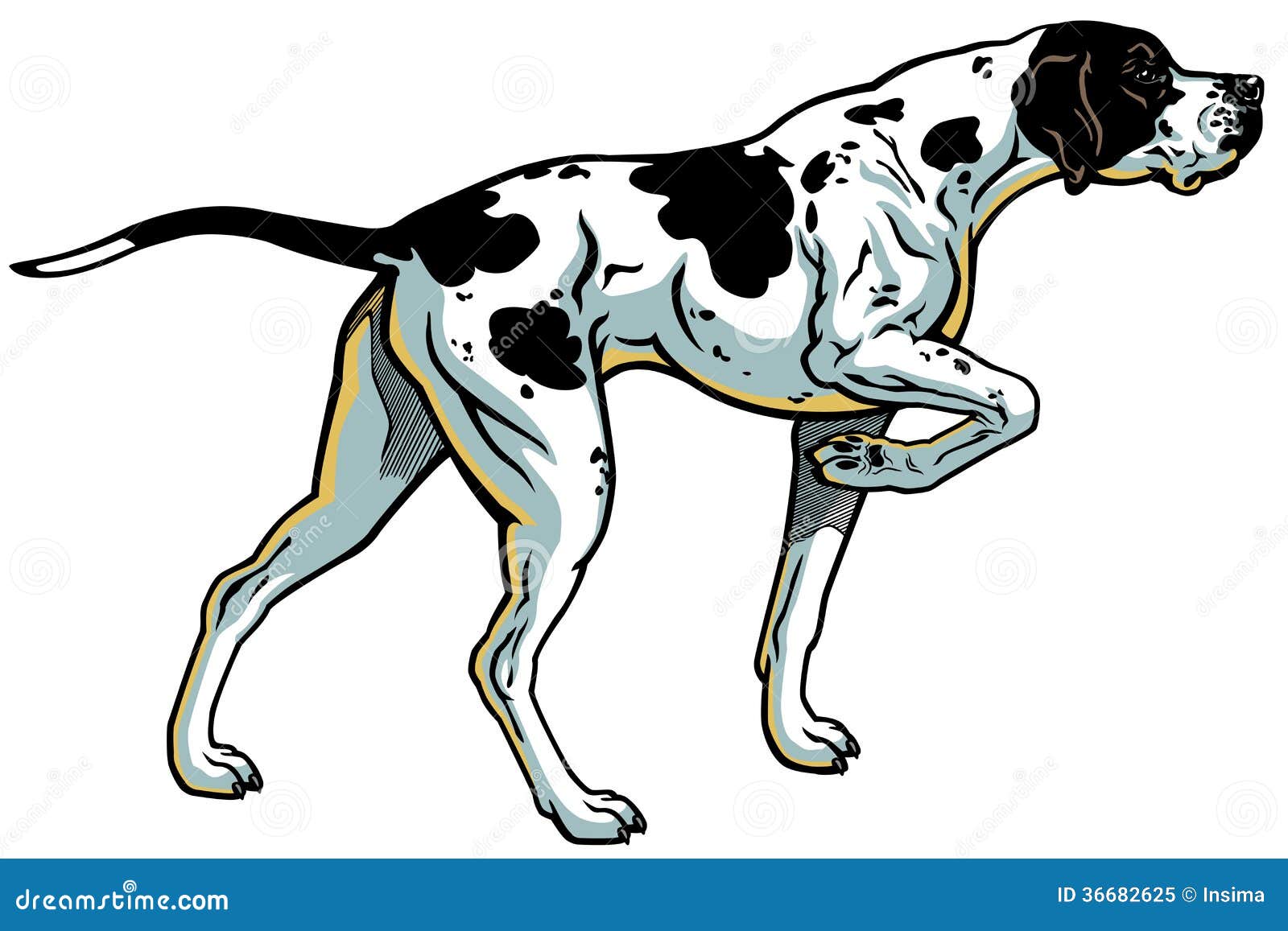 English pointer stock vector. Illustration of pointer - 36682625