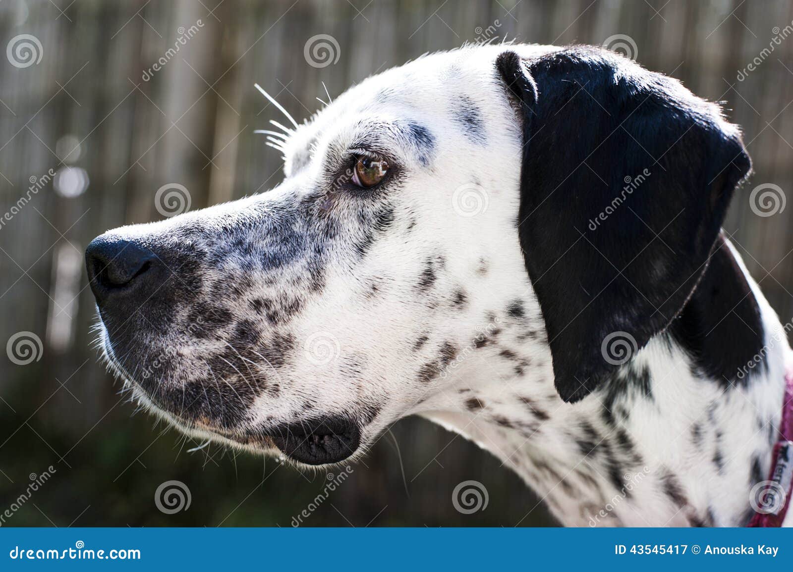 English Pointer Headshot stock image. Image of pointer - 43545417