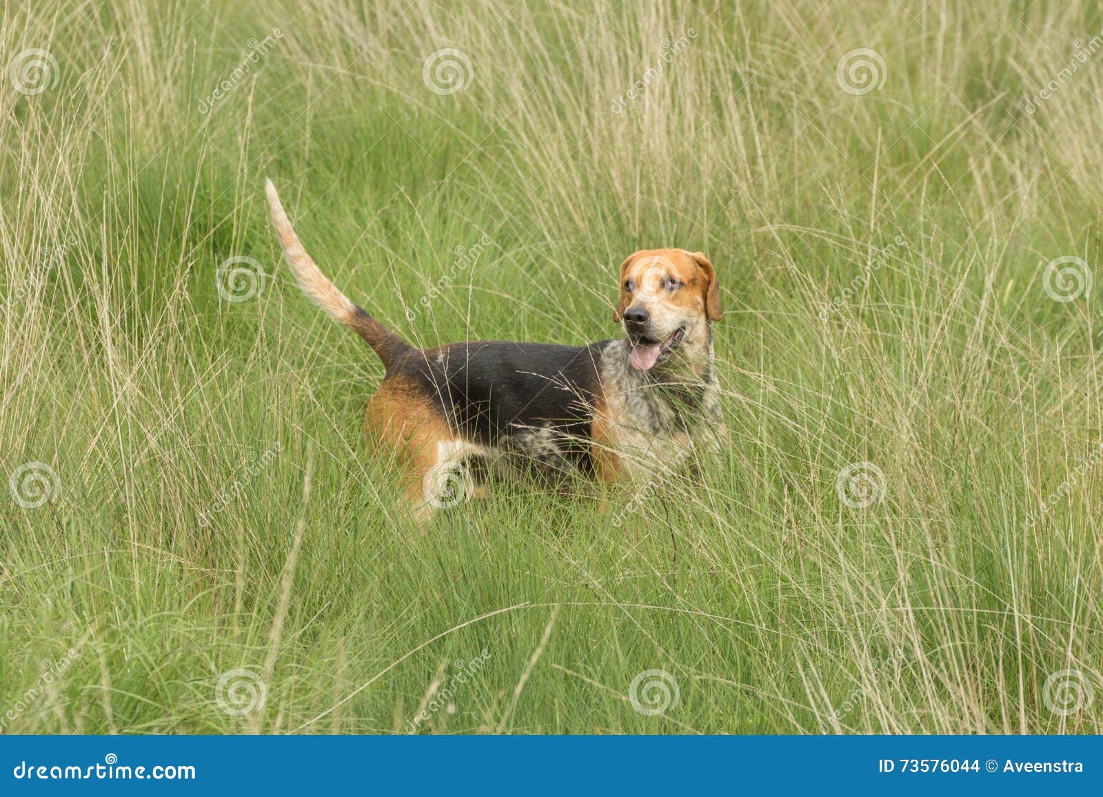 English Pointer Hunting Dog in the Field Stock Photo - Image of excited ...
