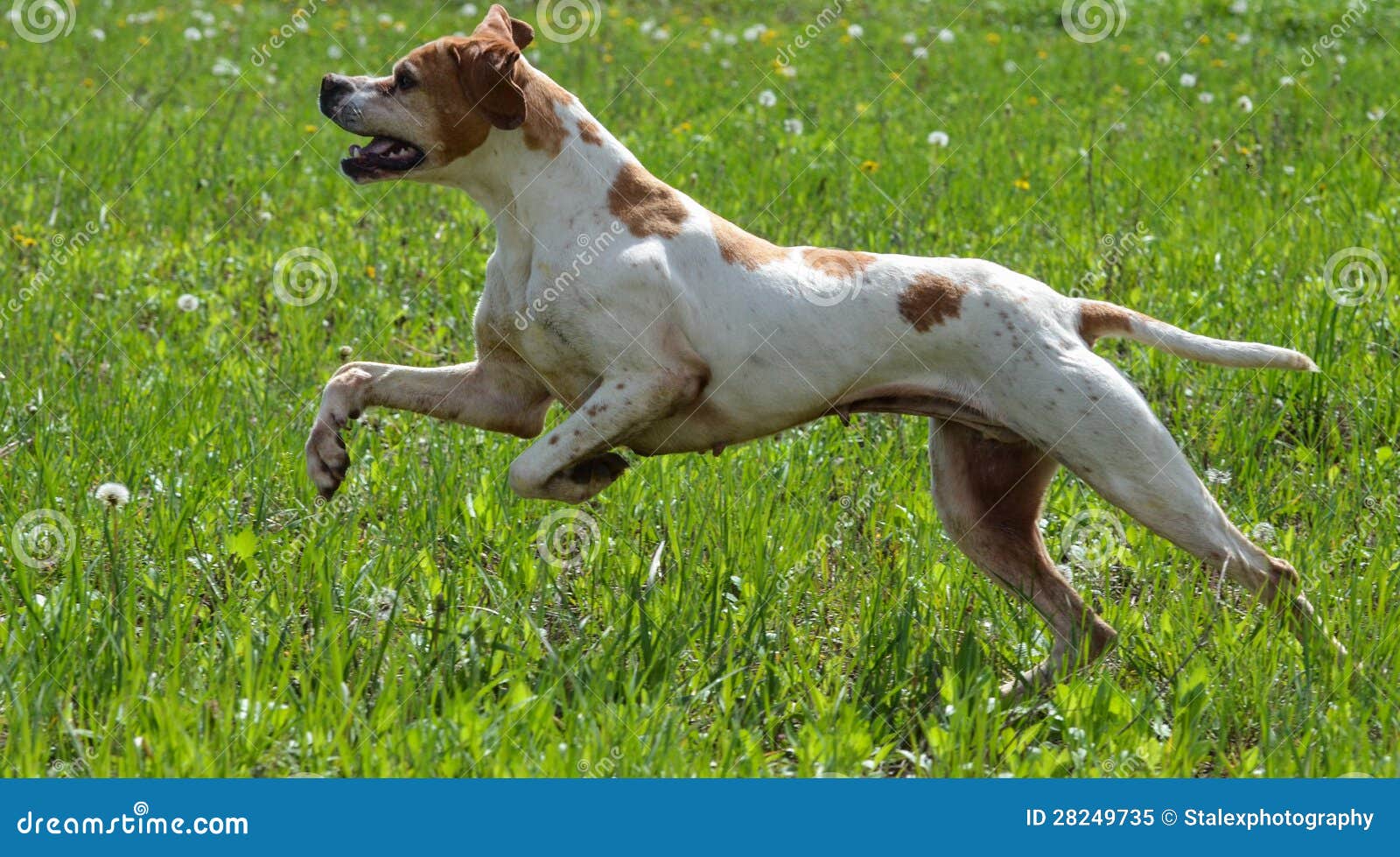 English pointer jumping stock image. Image of pedigreed - 28249735