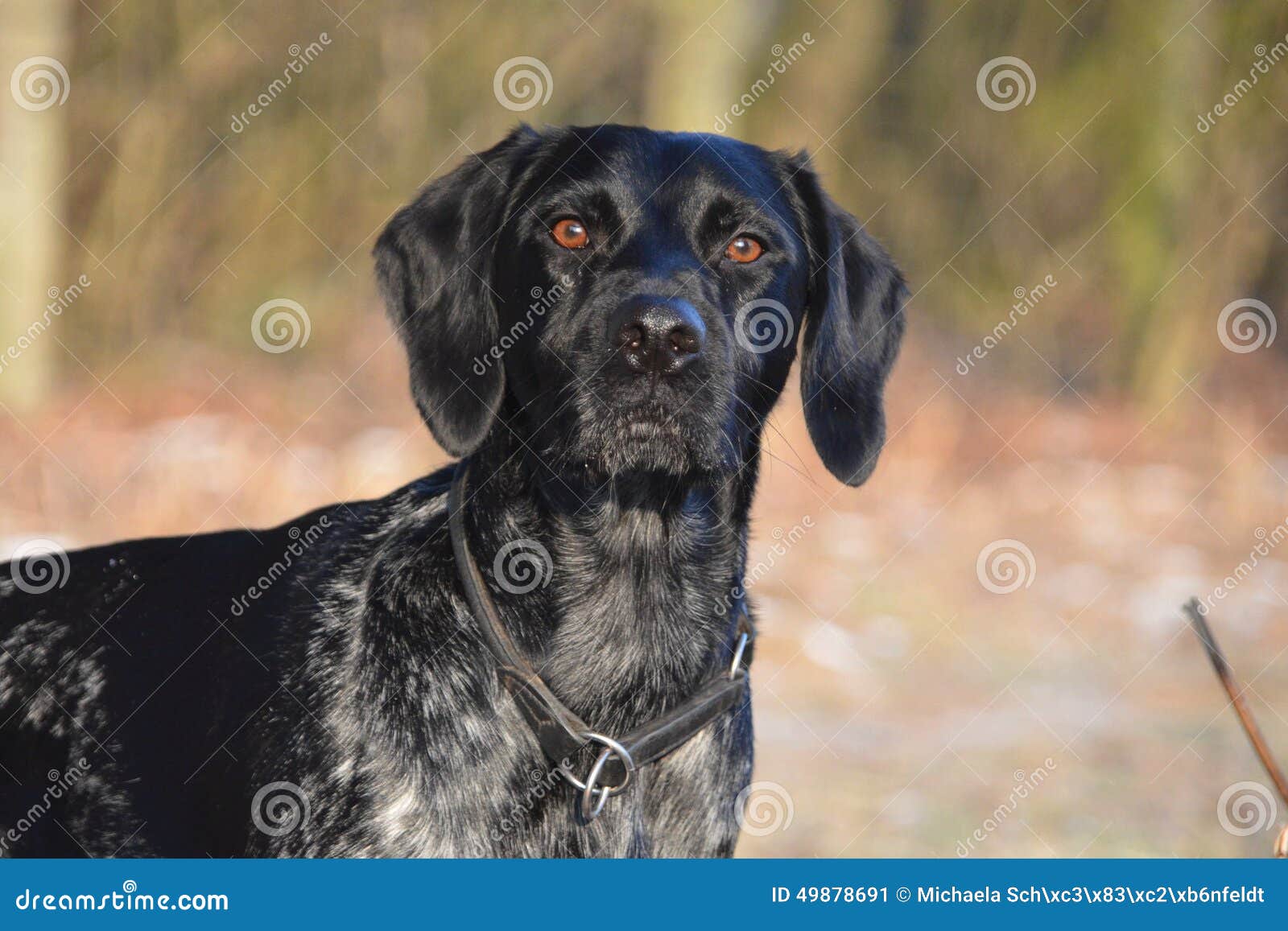 English Pointer stock image. Image of purebred, portrait - 49878691