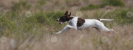 English pointer running stock image. Image of running - 3451919