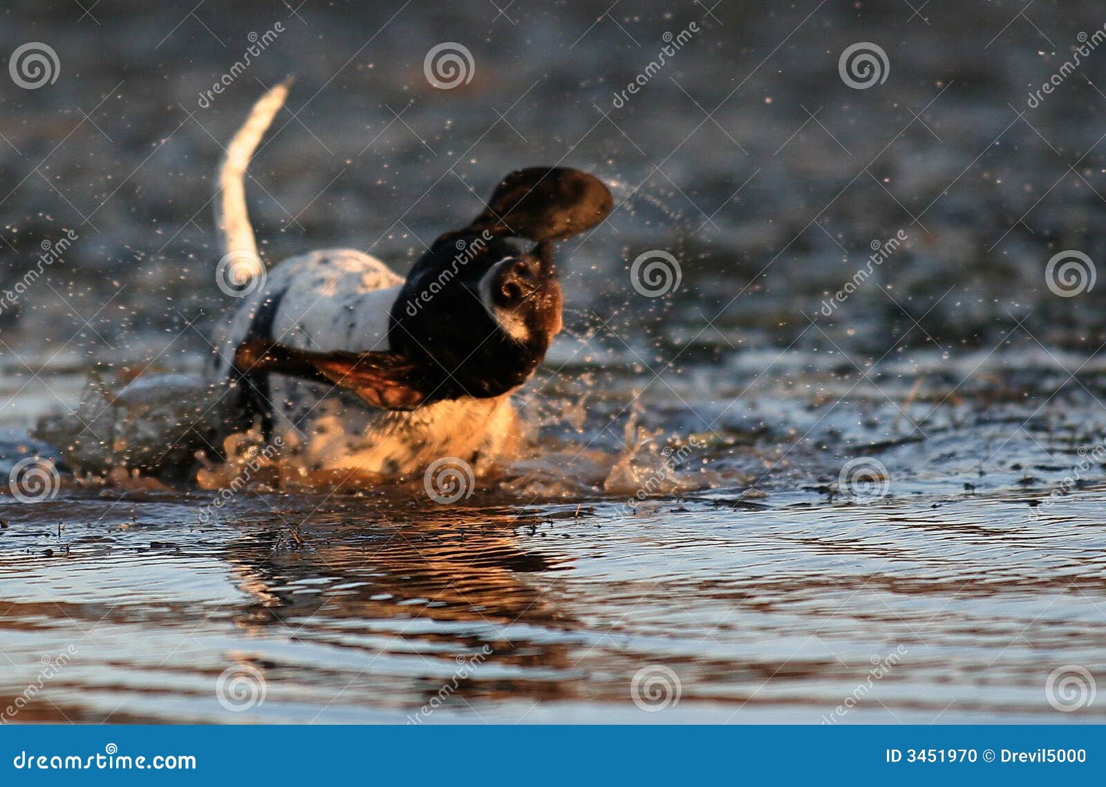 English Pointer Shaking Water Stock Photo - Image of puppy, south: 3451970