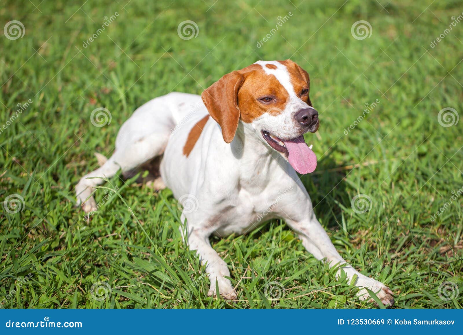 English Pointer Sits on the Grass, Animals World Stock Image - Image of ...