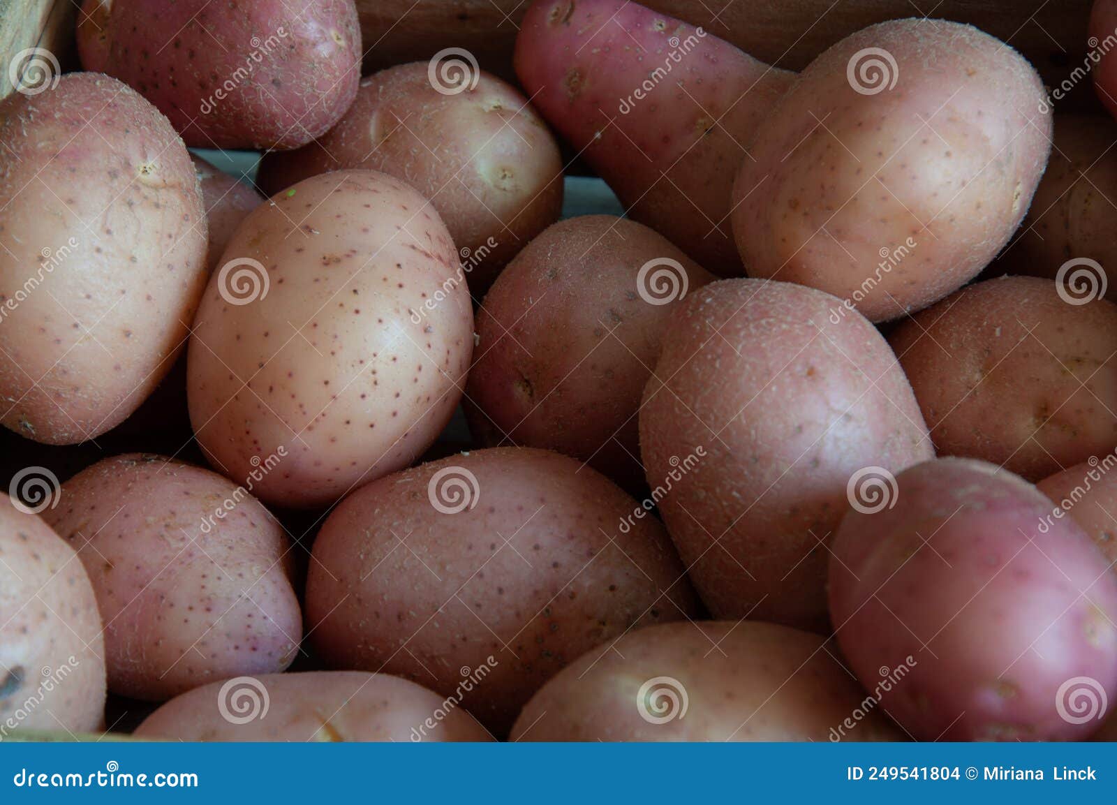 Potato on the table stock photo. Image of nature, ripe - 249541804
