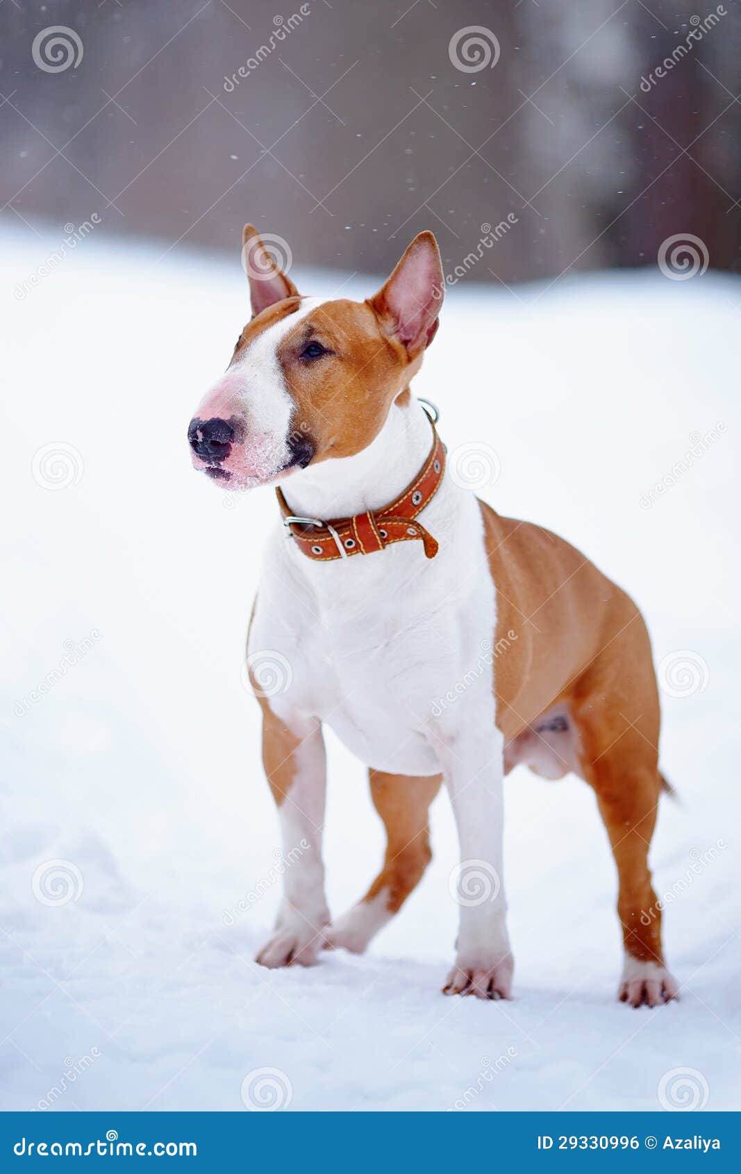 English red bull terrier stock photo. Image of spotted - 29330996
