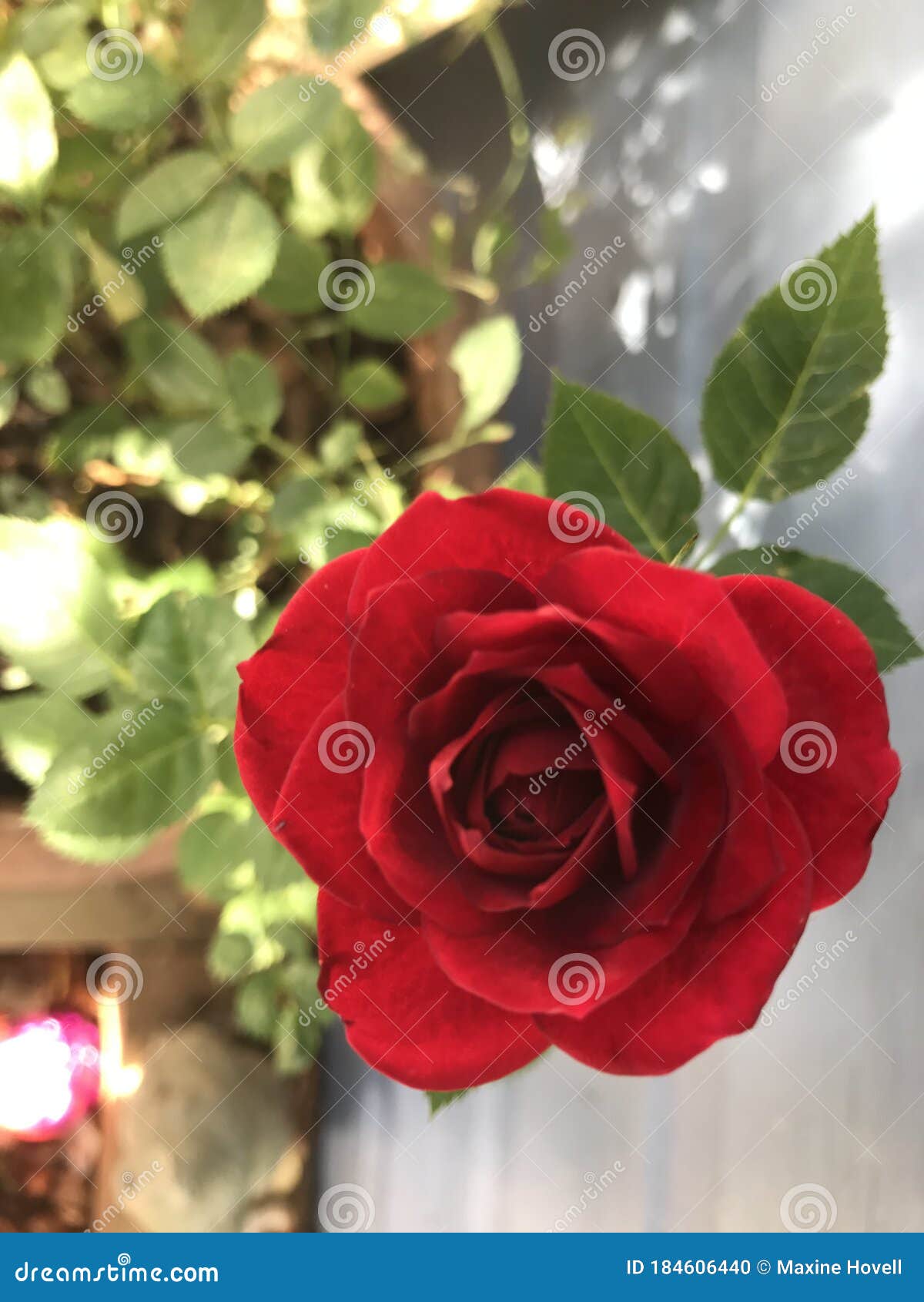 English red rose stock photo. Image of full, english - 184606440