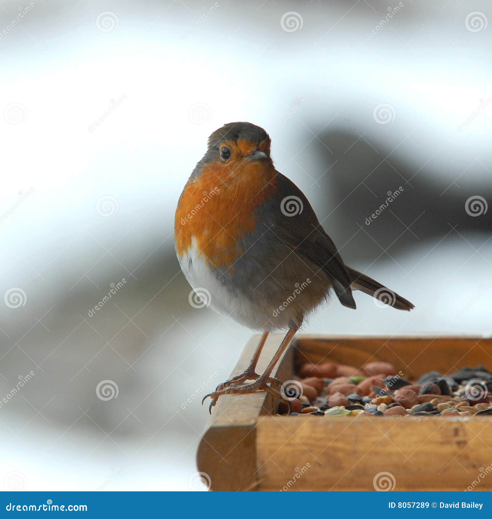 English Robin stock image. Image of ruffled, feeding, feathers - 8057289