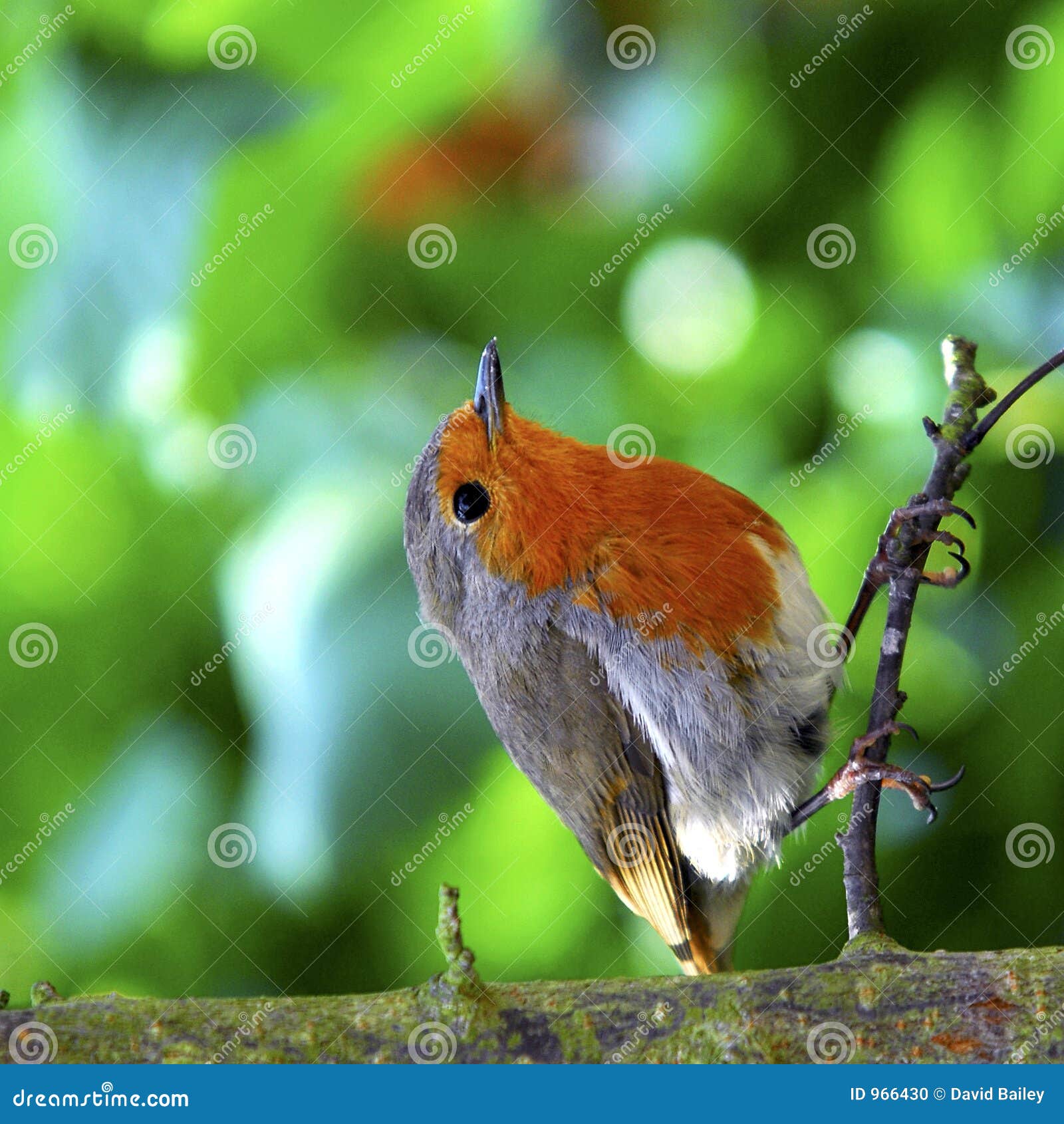 English Robin stock photo. Image of perch, english, feathers - 966430