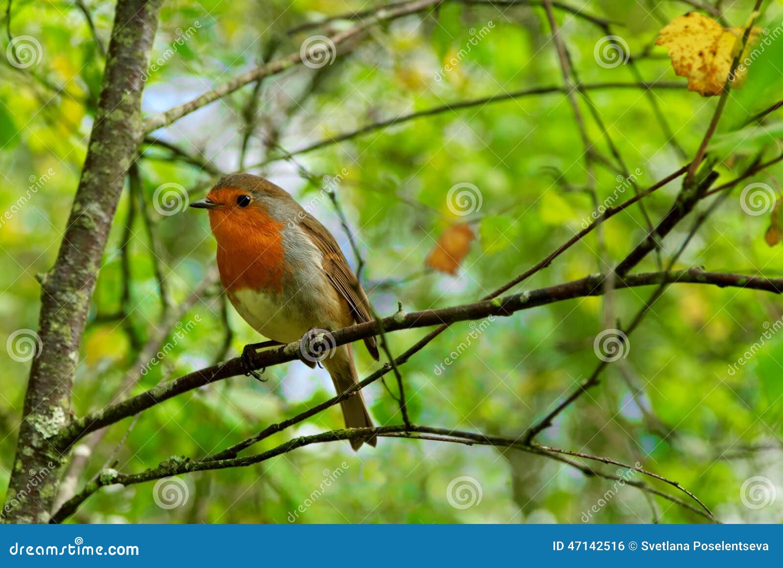 English Robin on a branch stock photo. Image of beautiful - 47142516