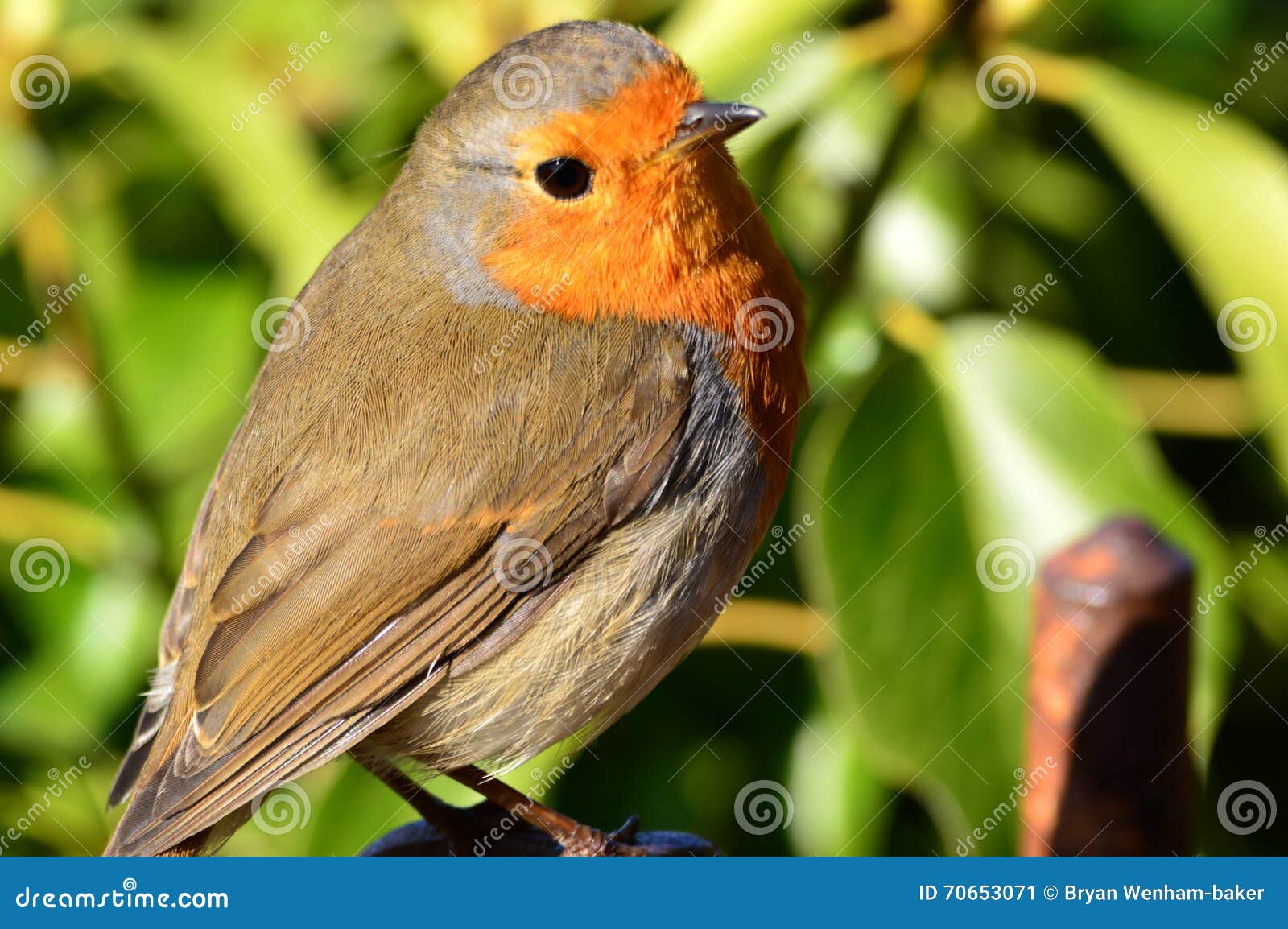 English Robin stock image. Image of feathers, erithacus - 70653071