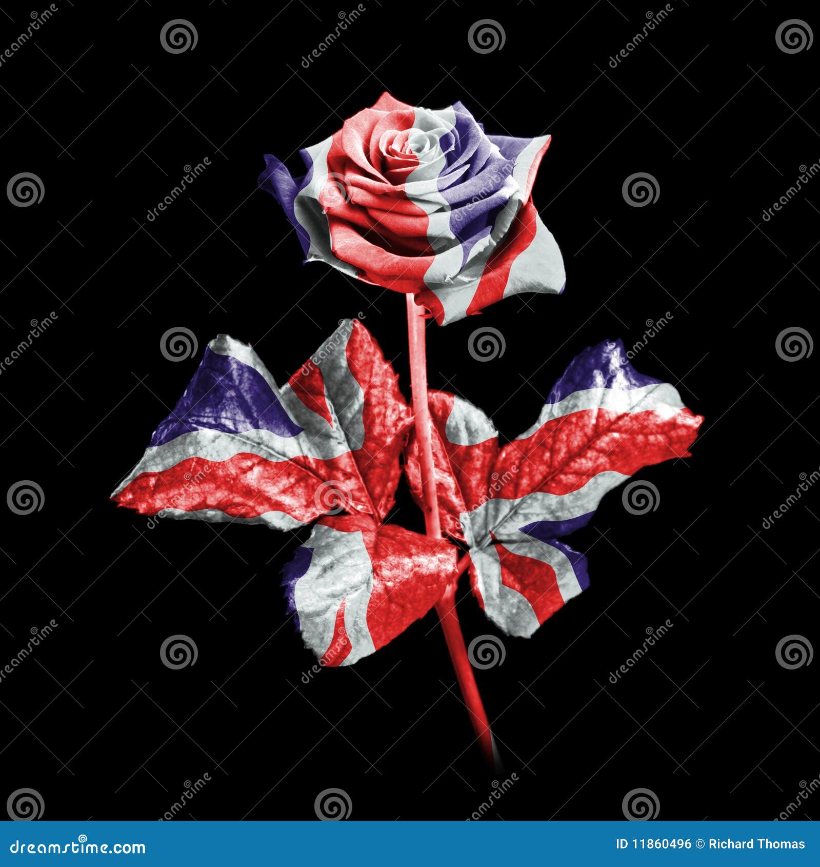 English rose stock photo. Image of rose, symbolism, national - 11860496