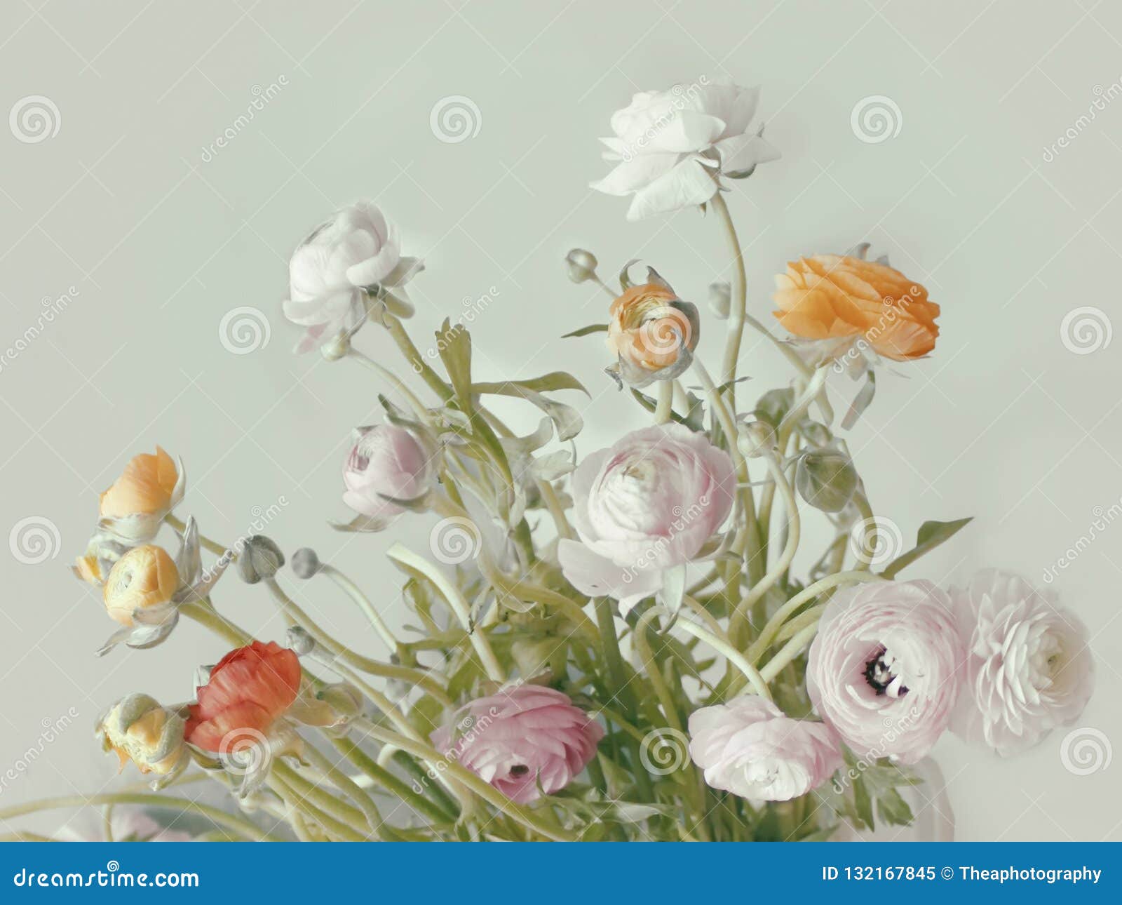 English rose composition stock image. Image of birthday - 132167845