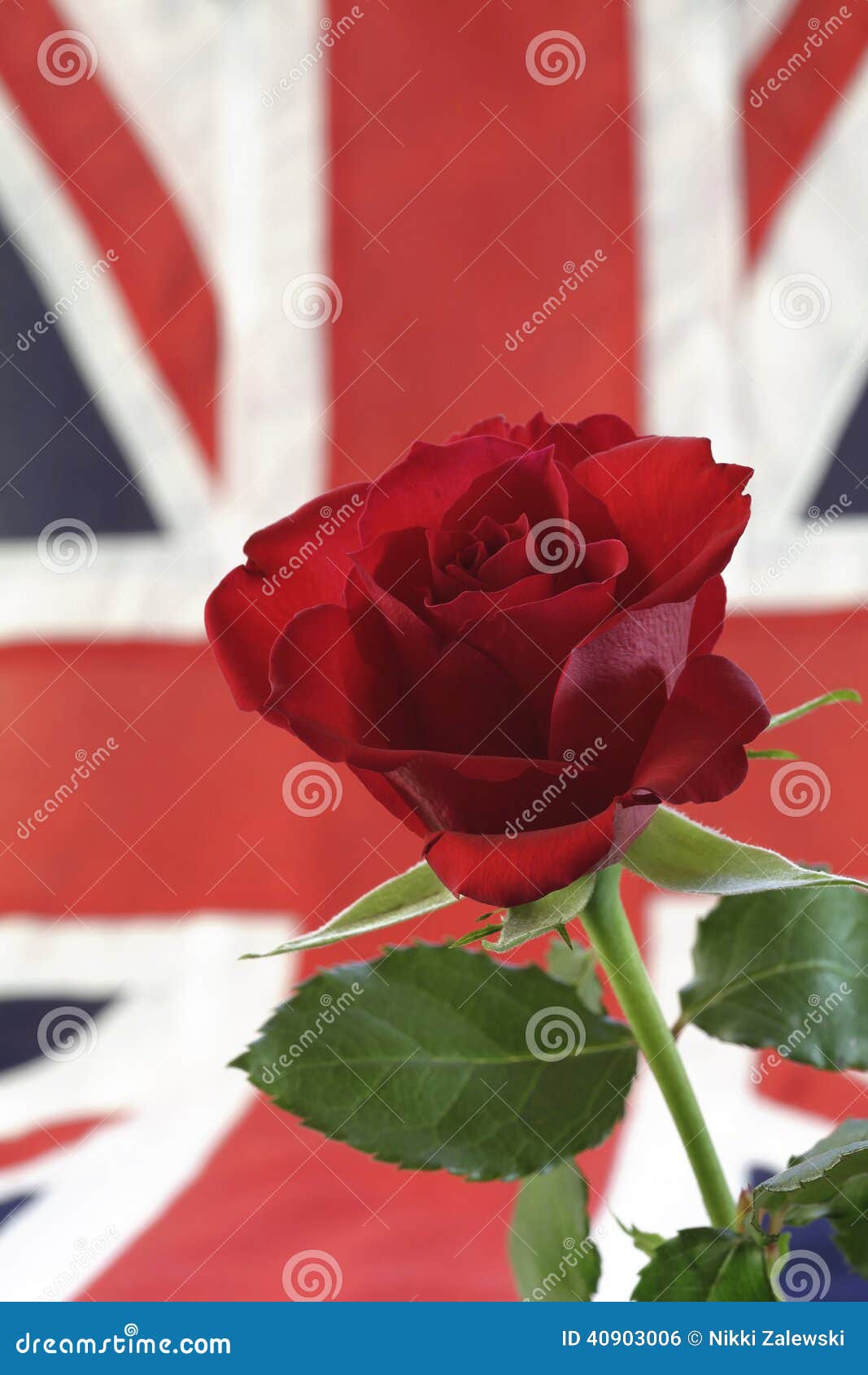 English Rose Emblem Stock Photos - Download 22 Royalty Free Photos