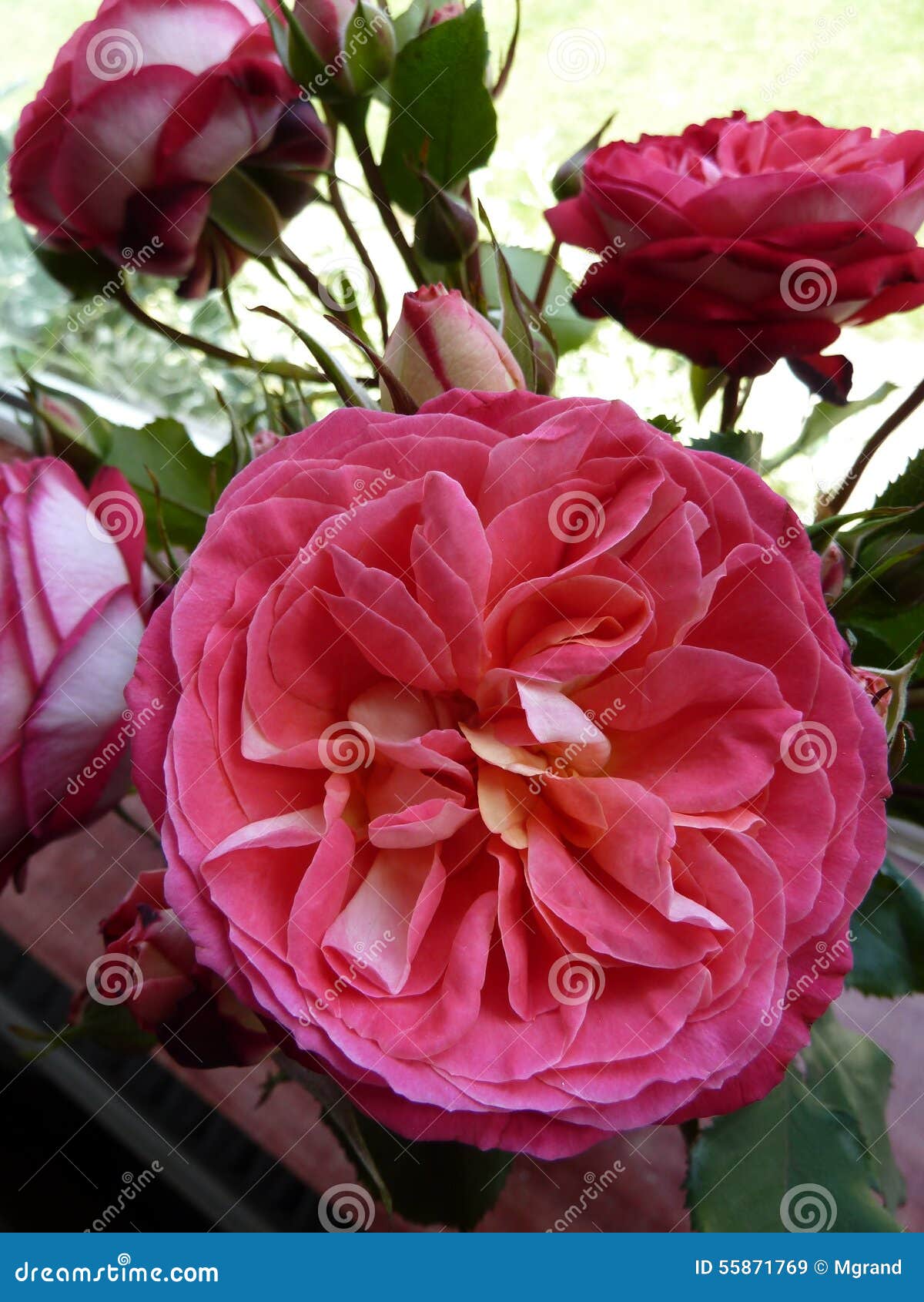 English Roses Pink (2) stock image. Image of pink, bloom - 55871769