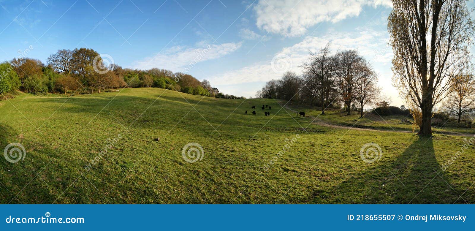 English Rural Scene with Cows Stock Image - Image of crop, agriculture ...