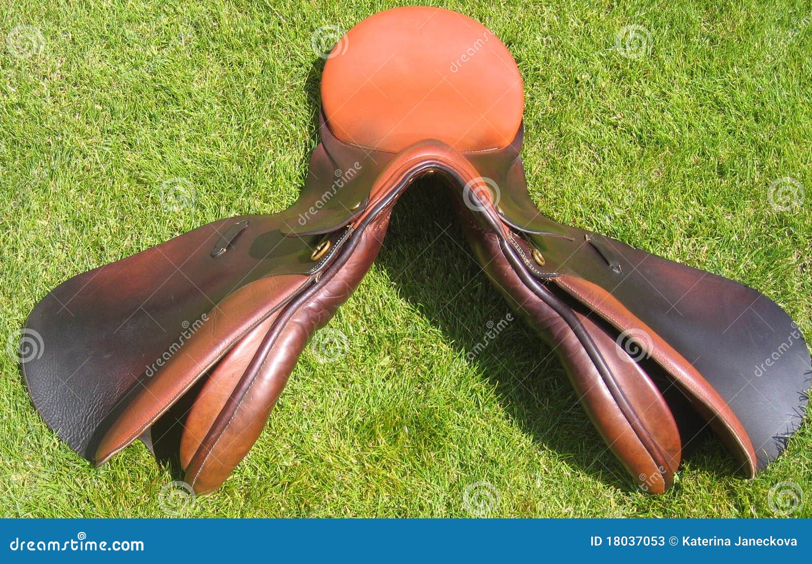 English saddle stock image. Image of belt, lawn, horse - 18037053