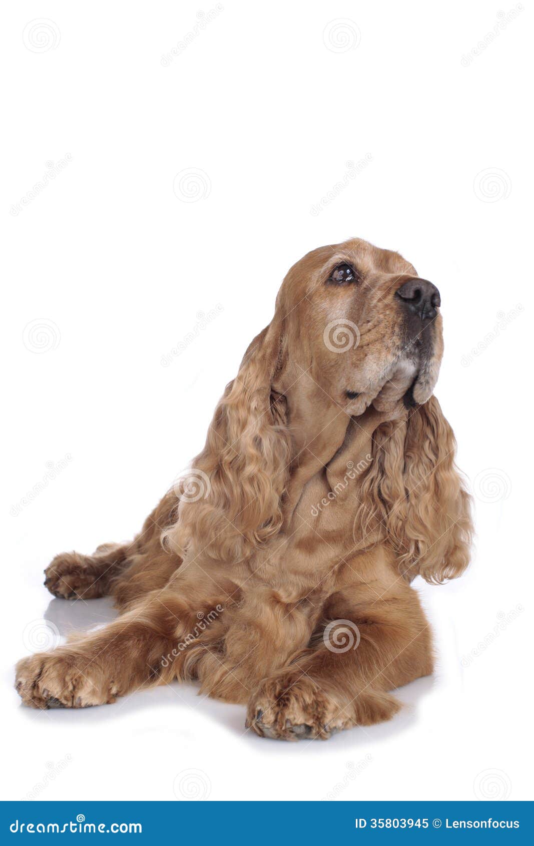 English Senior Cocker Spaniel Isolated Stock Image - Image of laying ...