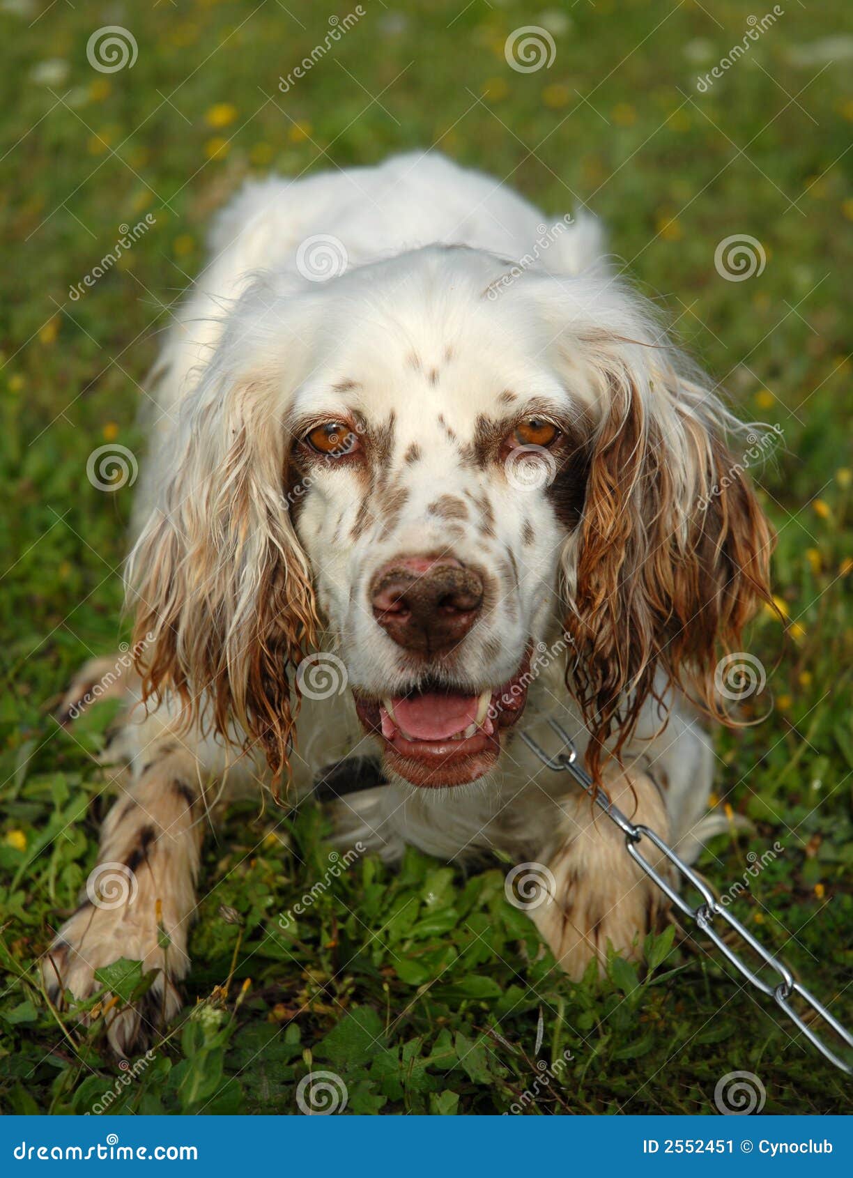 English setter stock image. Image of portrait, breed, brown - 2552451