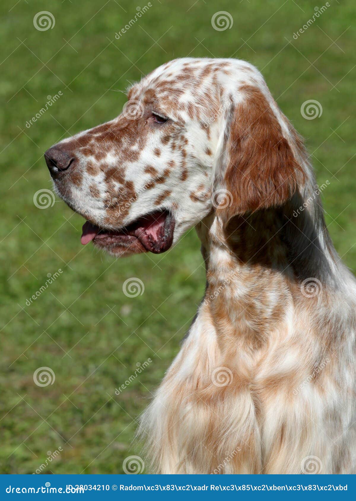 English Setter stock photo. Image of alert, grass, clear - 28034210