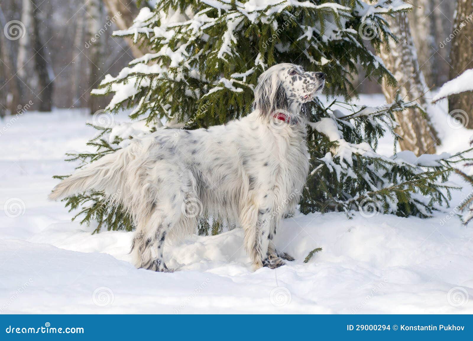 English setter stock photo. Image of canine, mammal, outdoors - 29000294