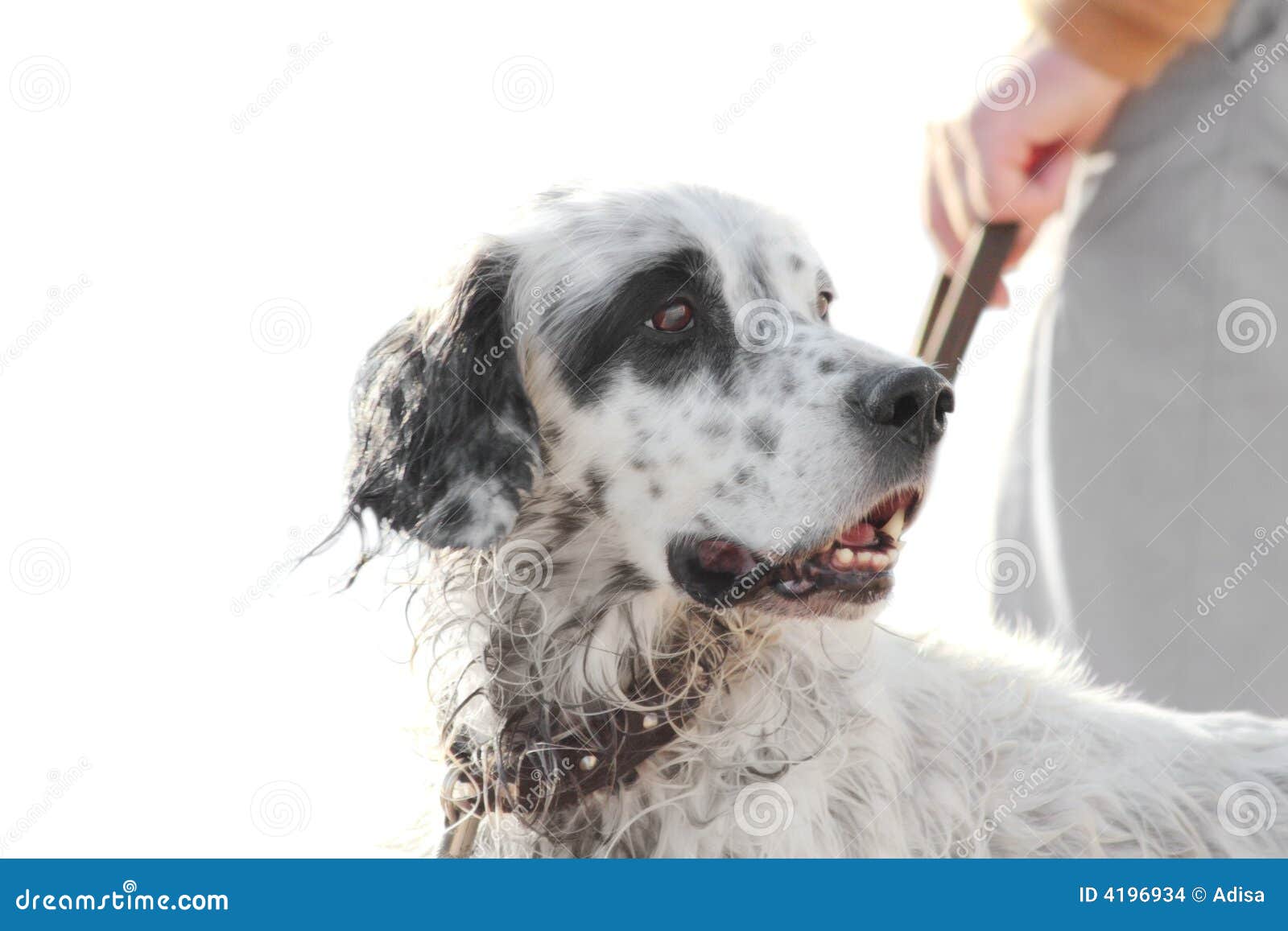 English setter stock photo. Image of friend, breed, face - 4196934